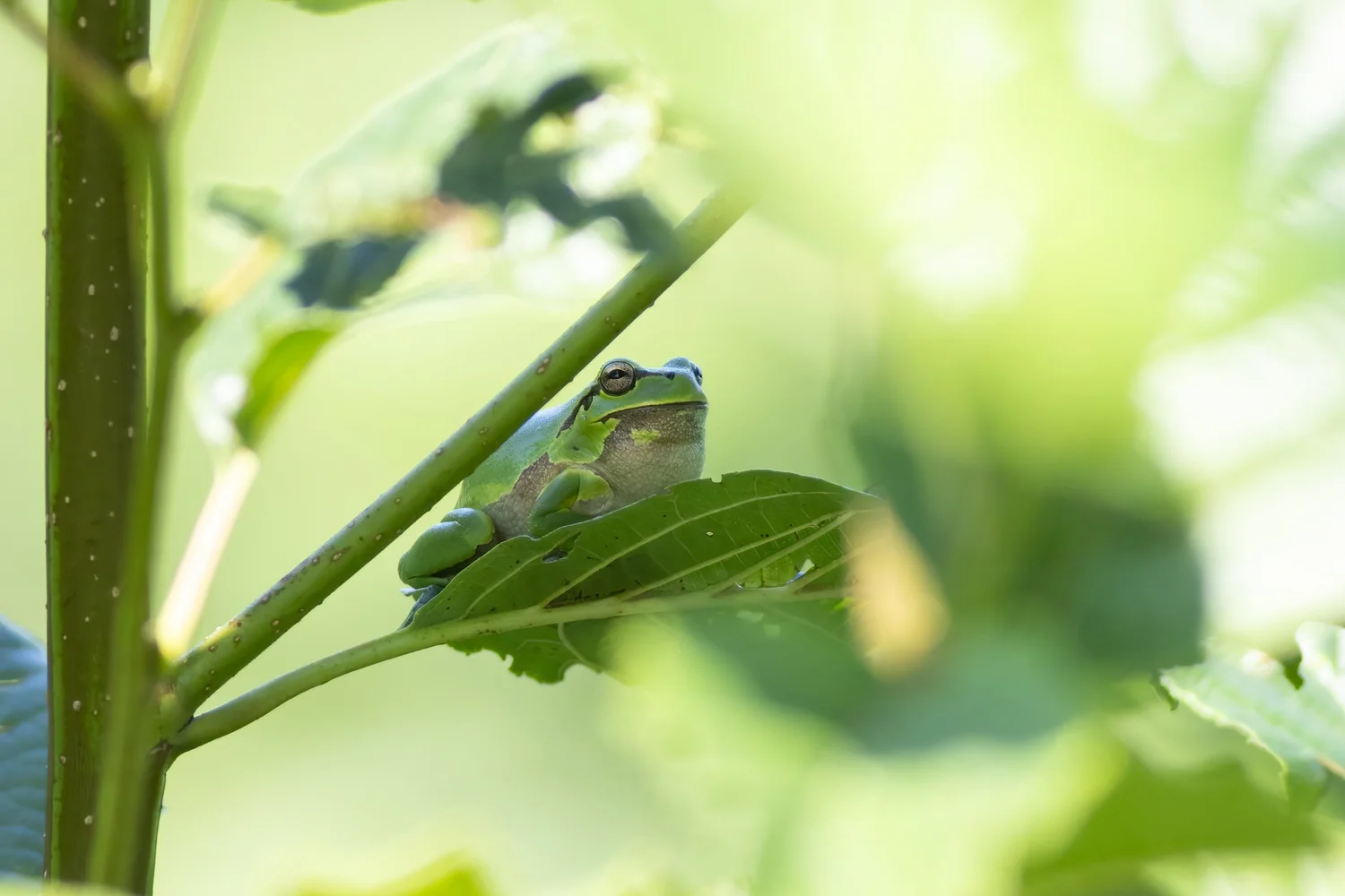 Autumn Report 2023 — Batumi Raptor Count