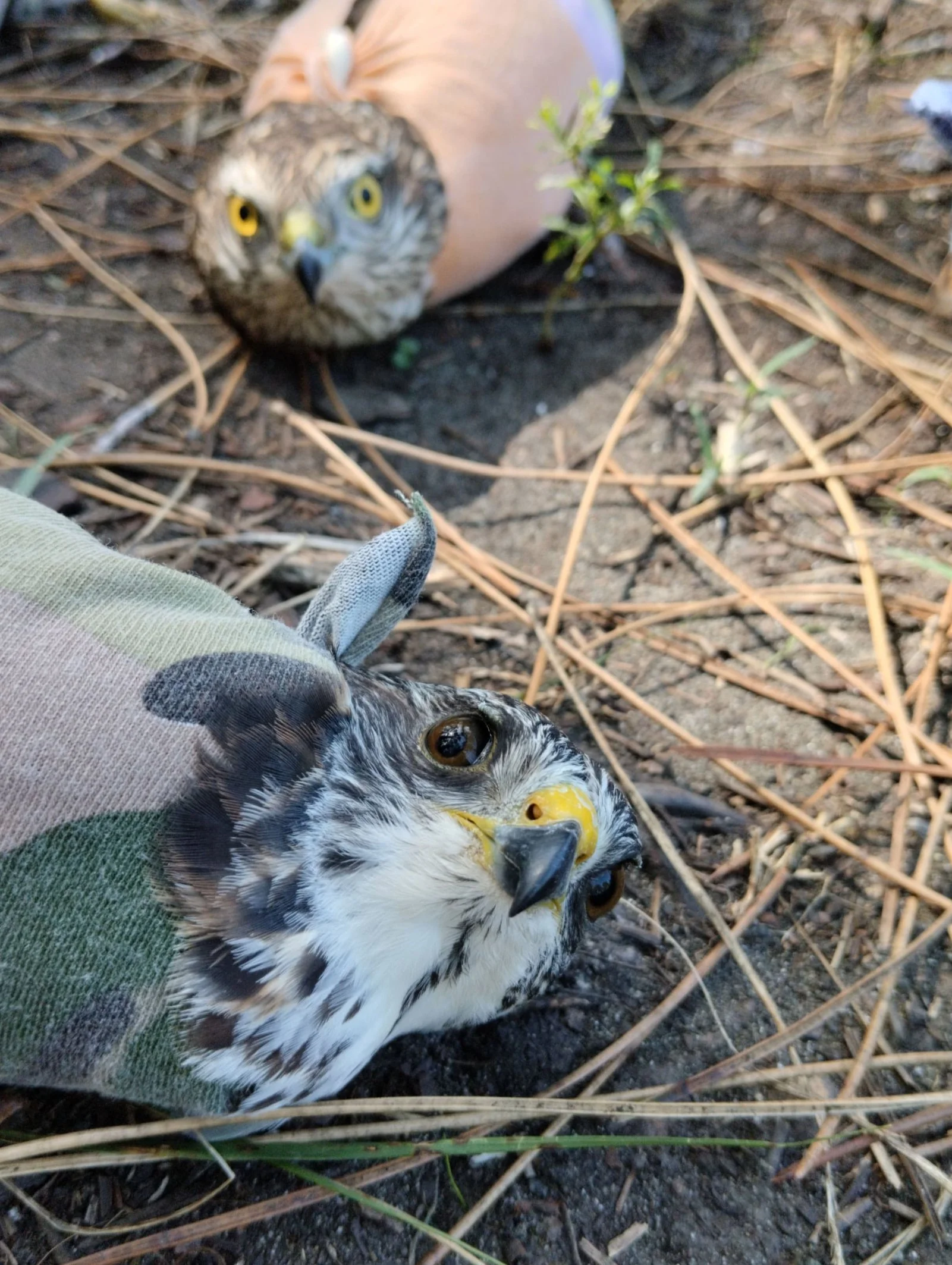 Falconry - Third time's the charm — Batumi Raptor Count