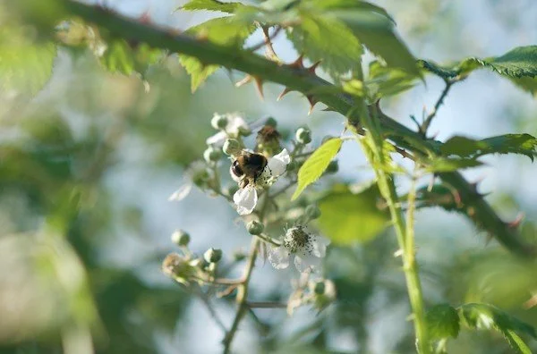 Meet Heal: the rewilding charity on a mission to give land back to ...