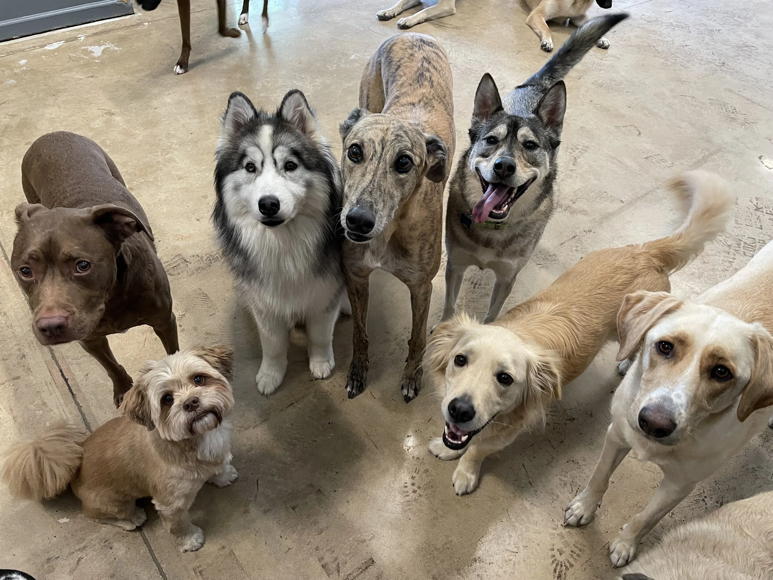 Our Facility — Dog Dayze