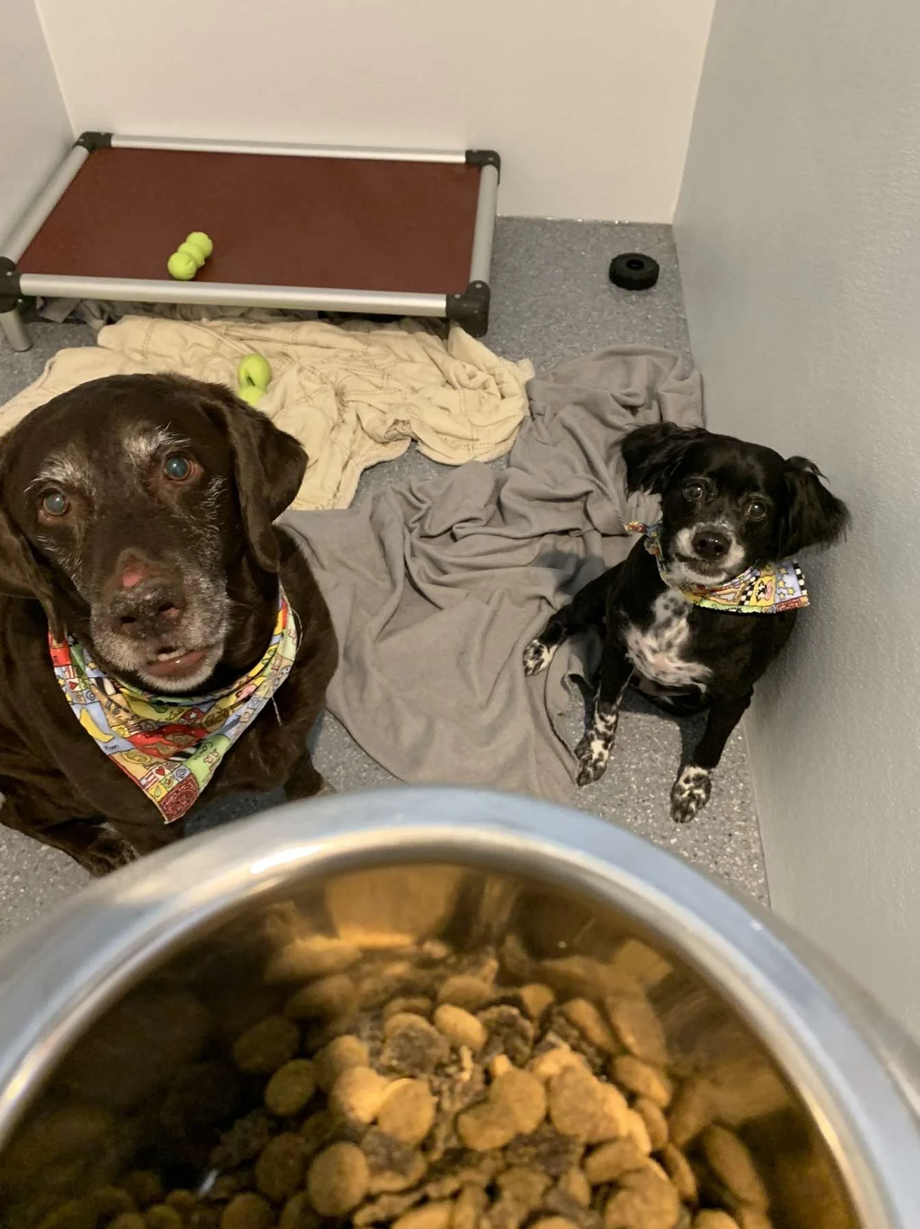 Boarding — Dog Dayze