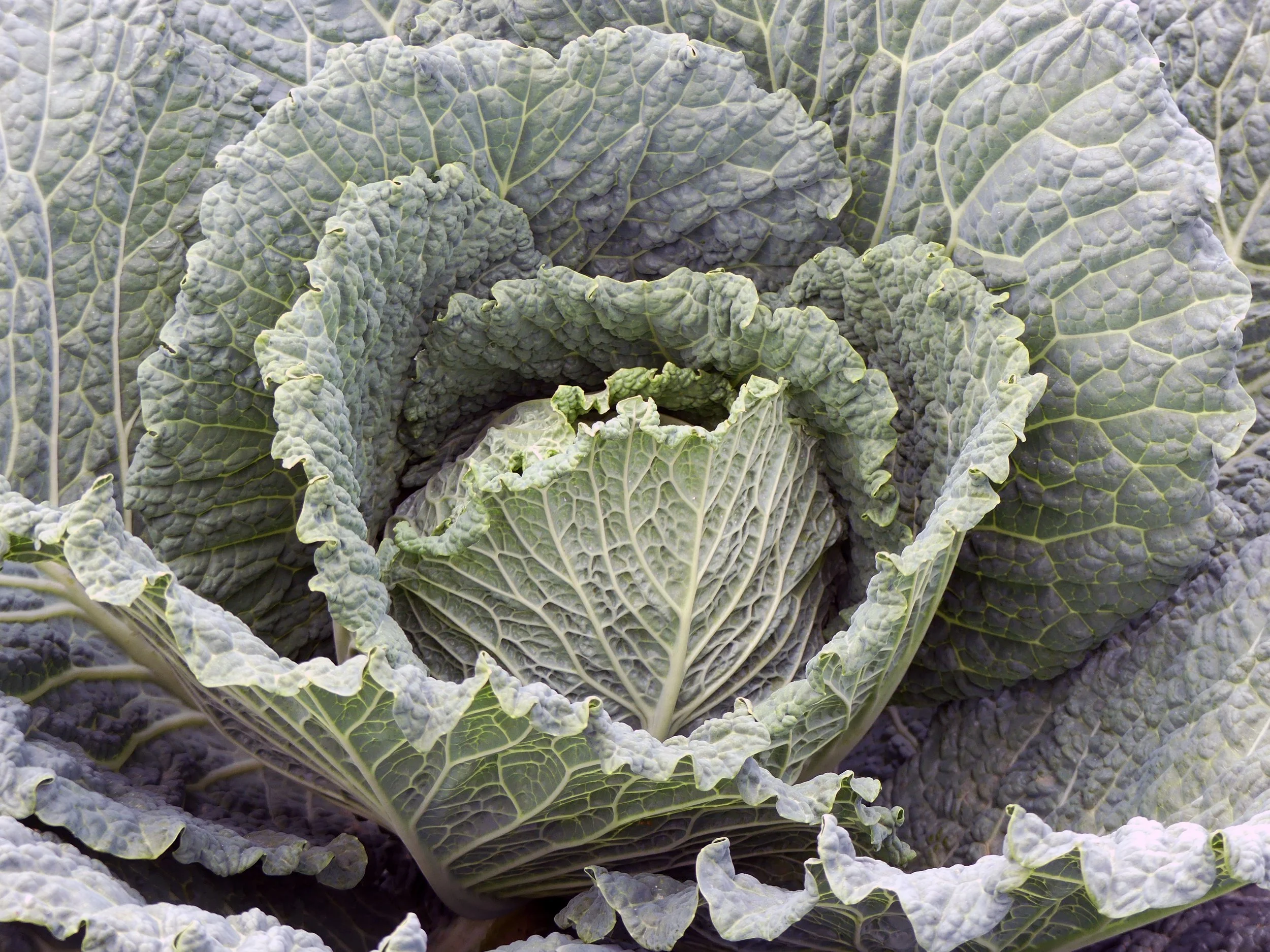 News Archive — Fenelon Falls