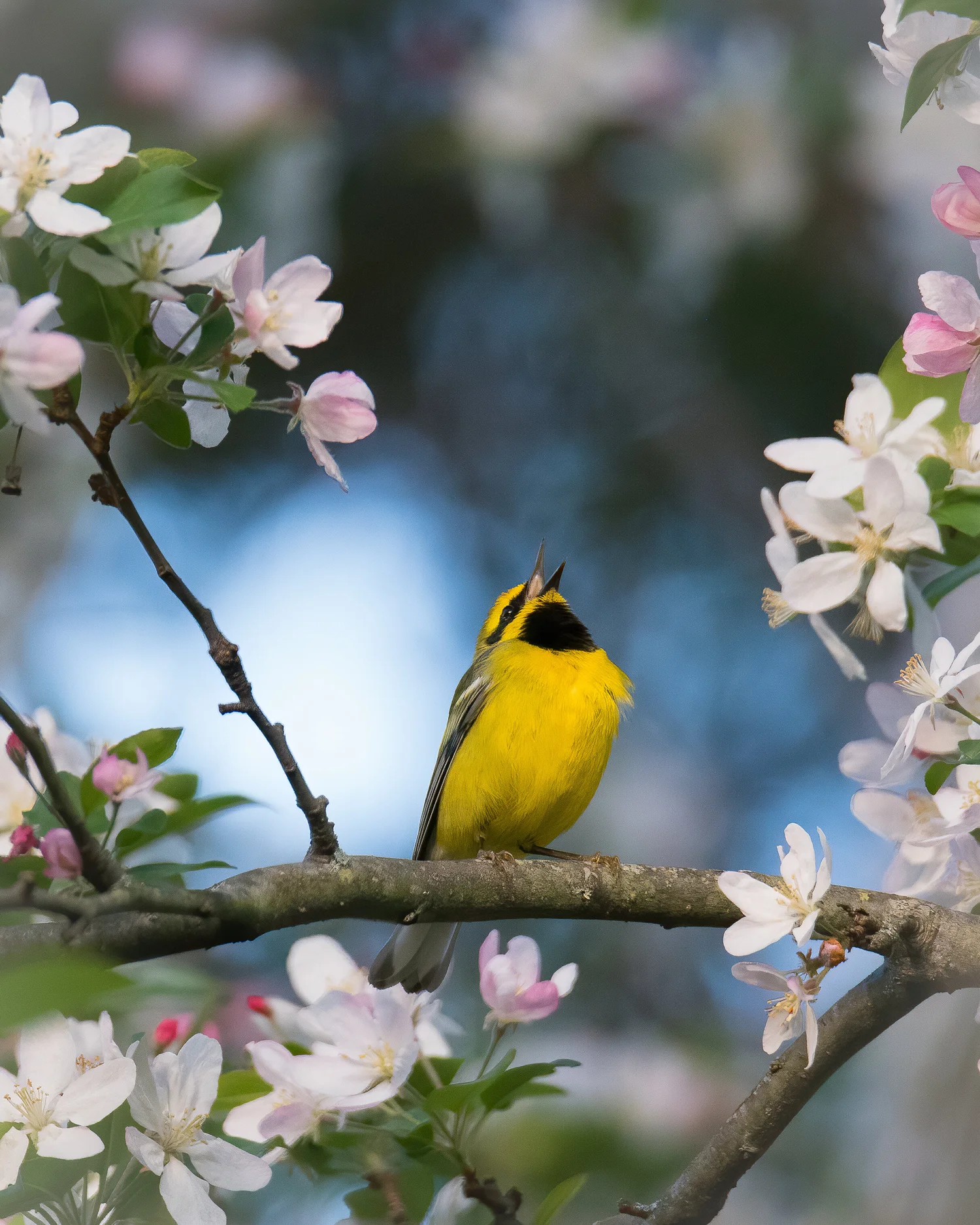 A Guide To Responsible Wildlife Photography (From Some of My Favorite ...