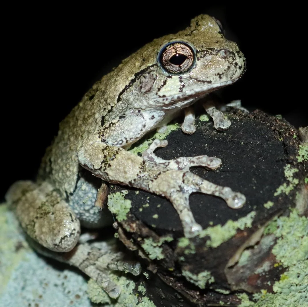 Eight Species You Might Not Know We Have On Long Island — NTVLI