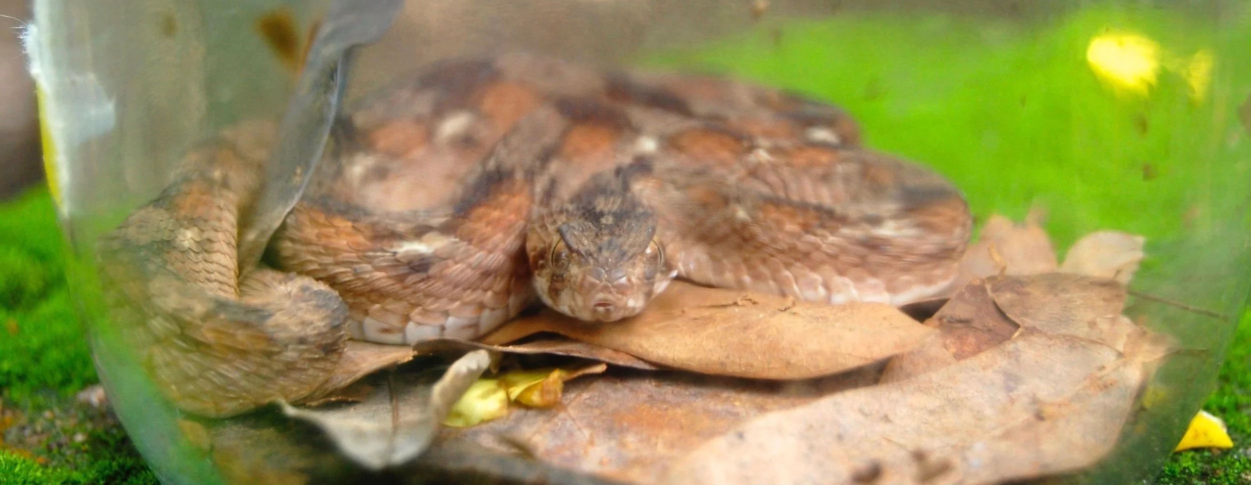 Ugandan Girl Who Turned Into A Snake