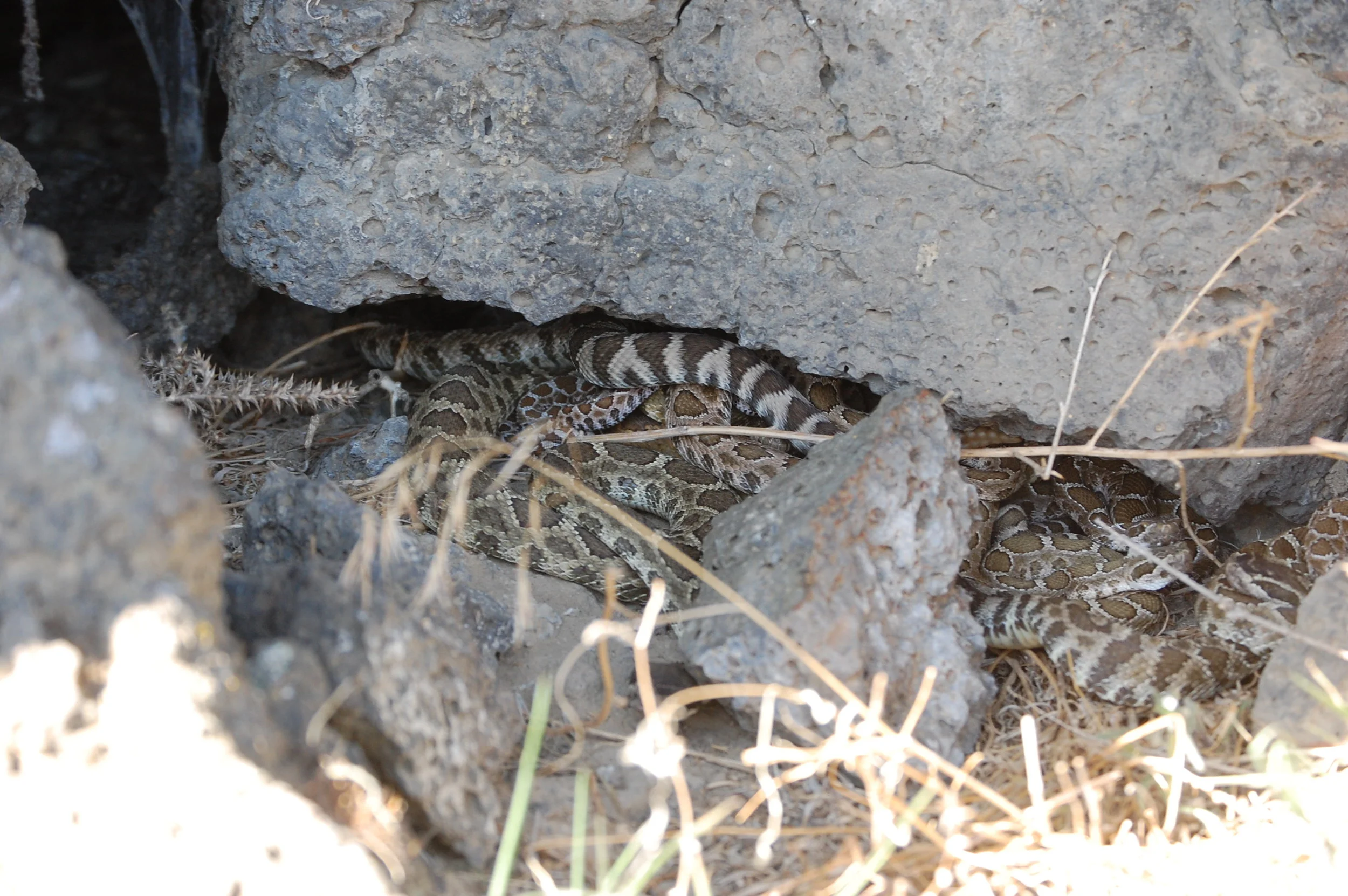 What Does A Baby Diamondback Rattlesnake Look Like
