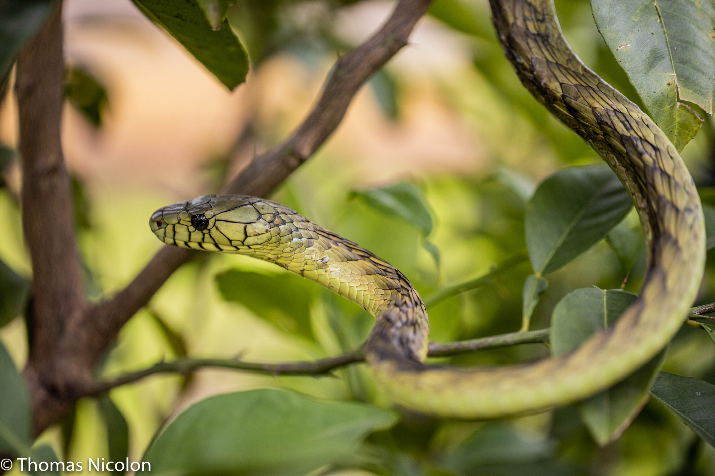 The Asclepius Snakebite Foundation