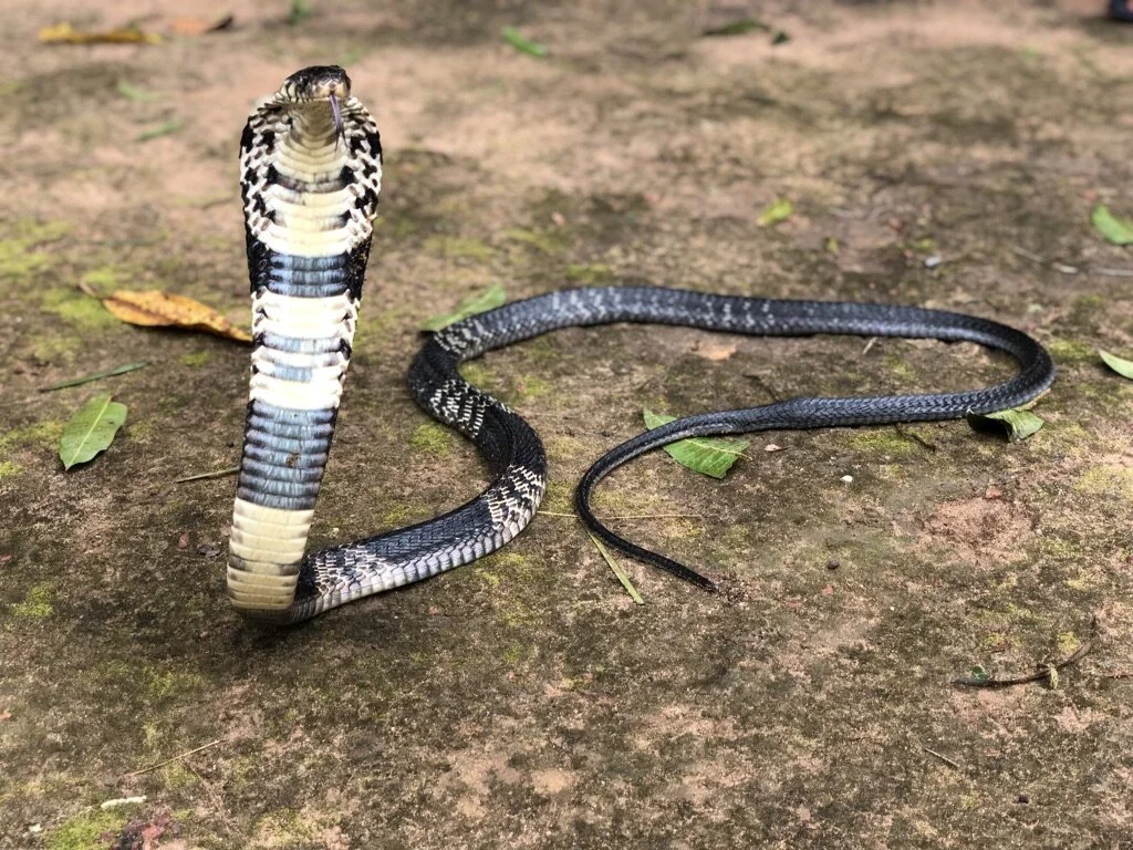 The Asclepius Snakebite Foundation