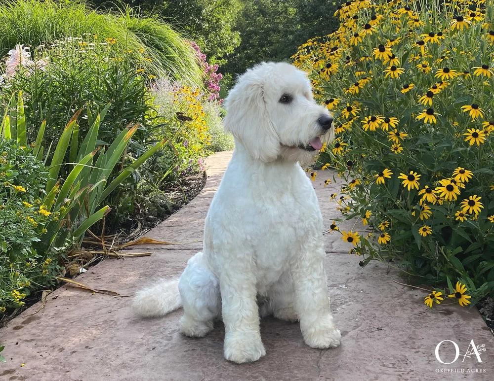 English Teddy Bear Goldendoodle Puppies - Training Included - Missouri