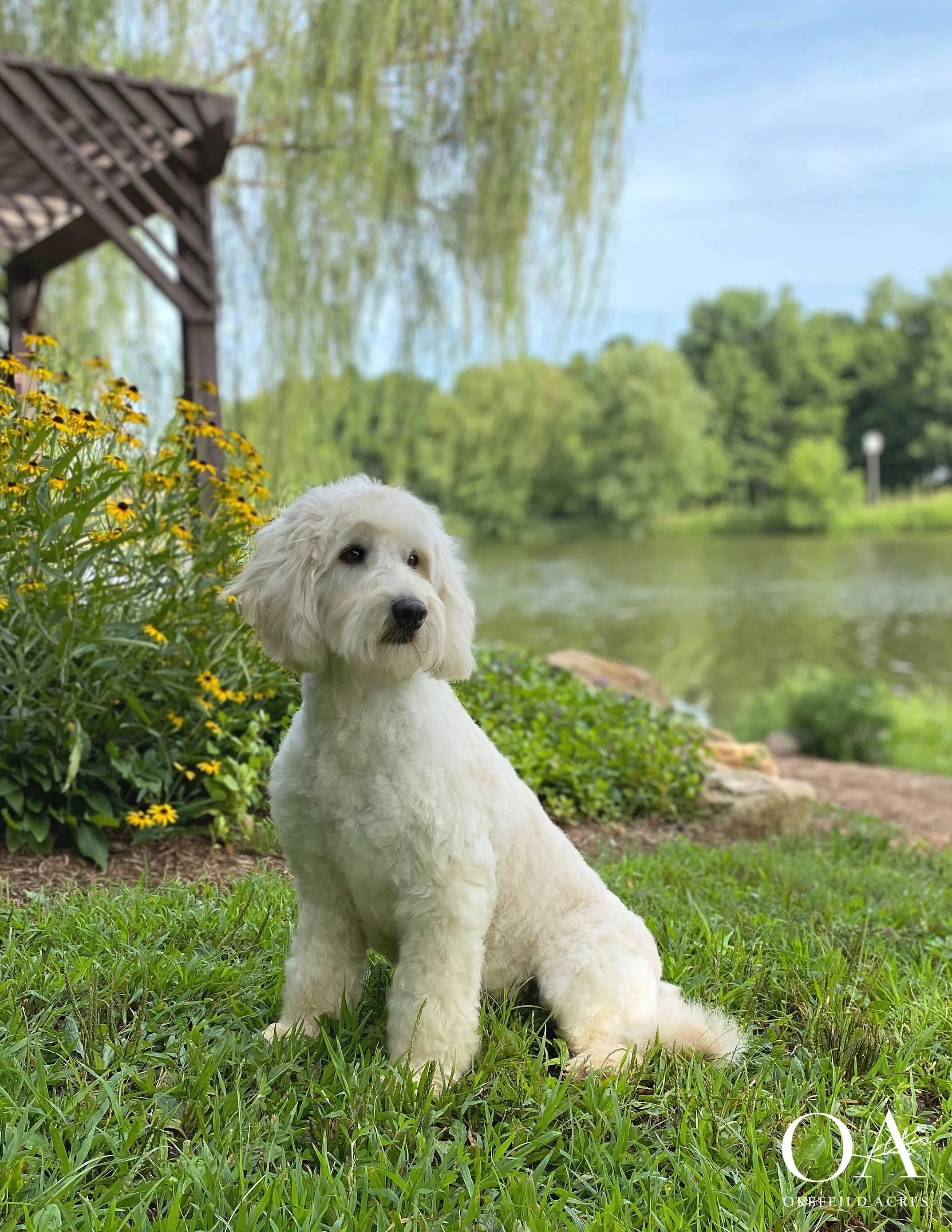 Cream Goldendoodle
