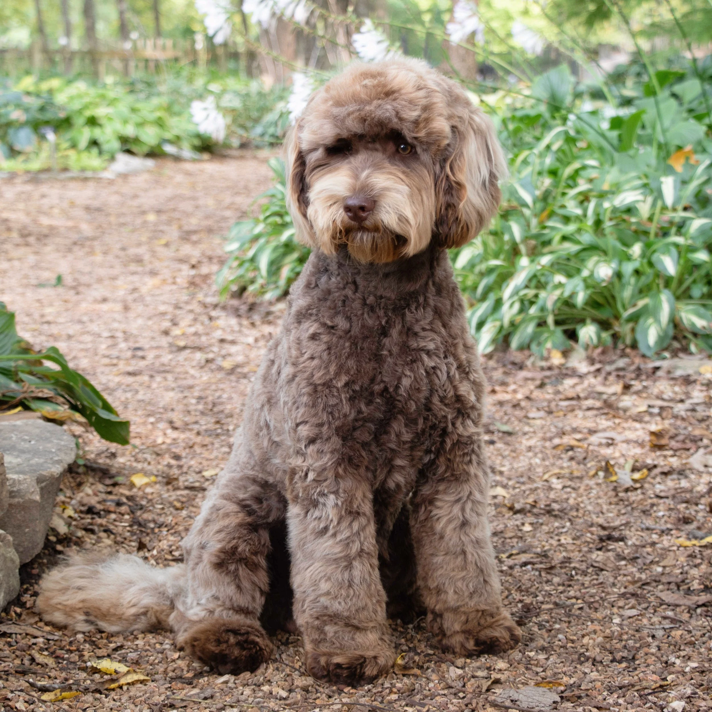 Silver Goldendoodle