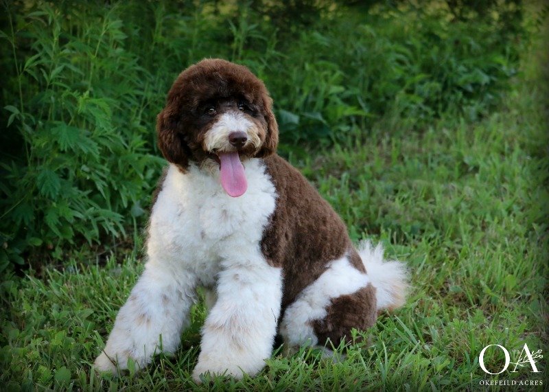 Chocolate Parti Goldendoodle