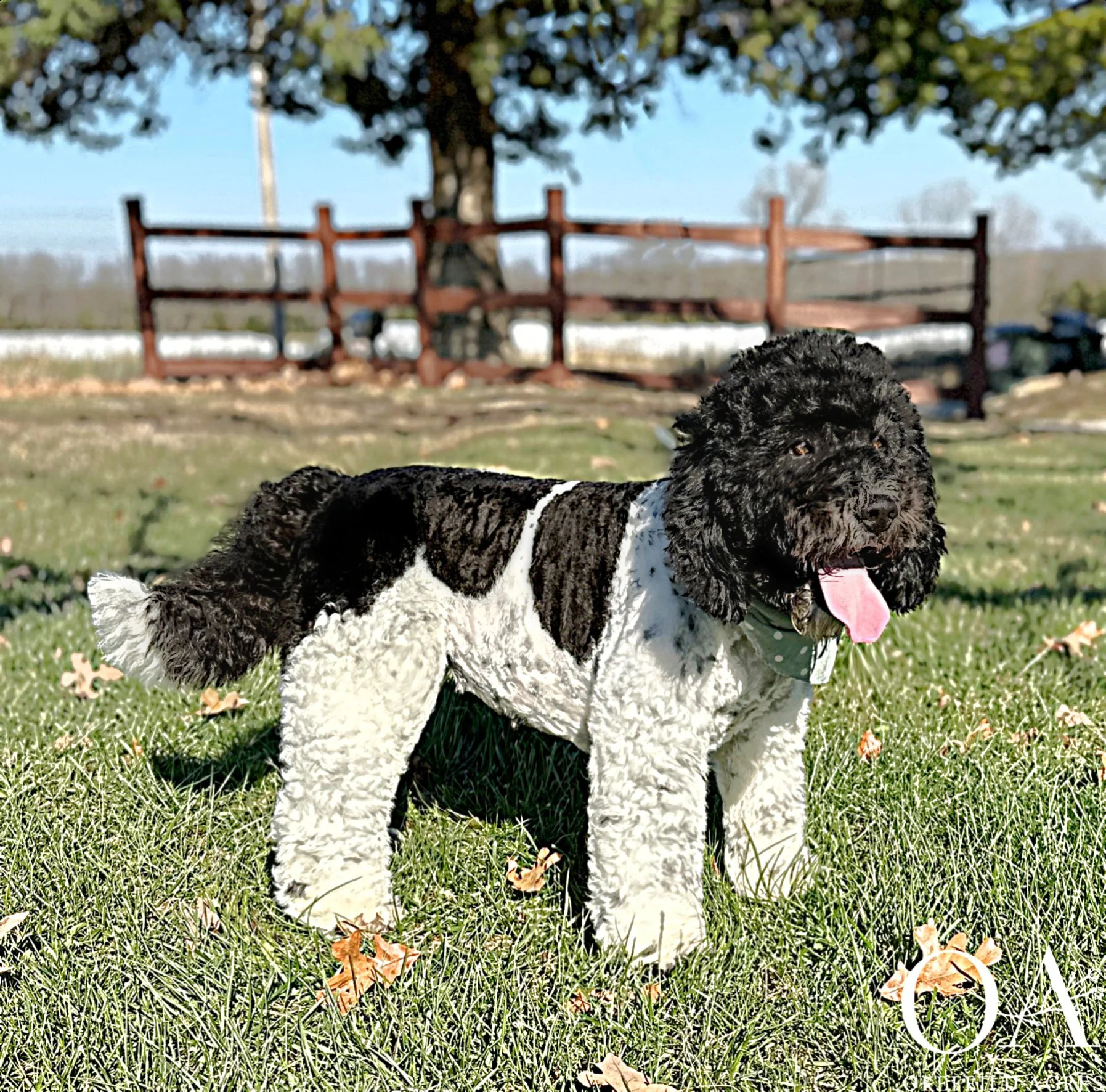 Black And White Goldendoodle