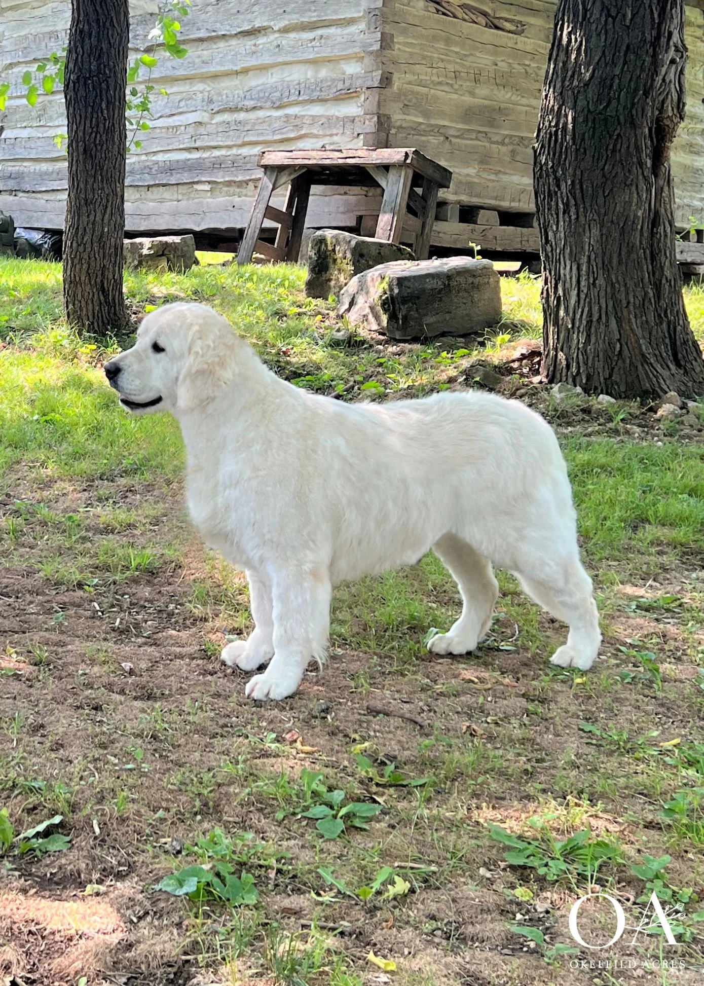 European Golden Retriever