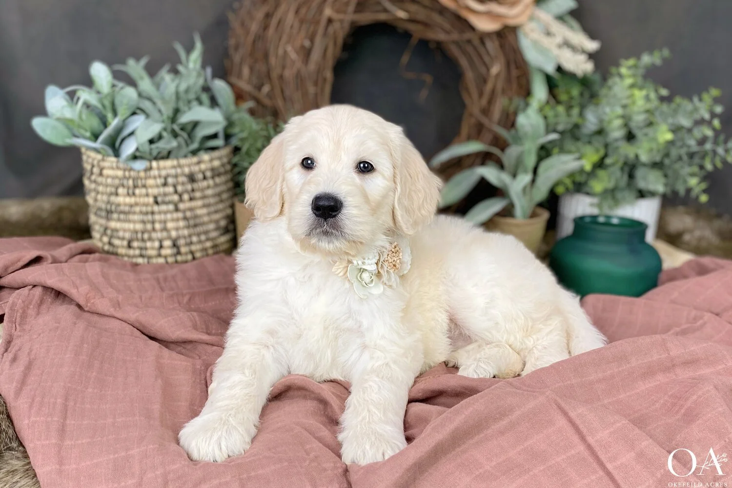 English Teddy Bear Goldendoodle Puppies - Training Included - Missouri