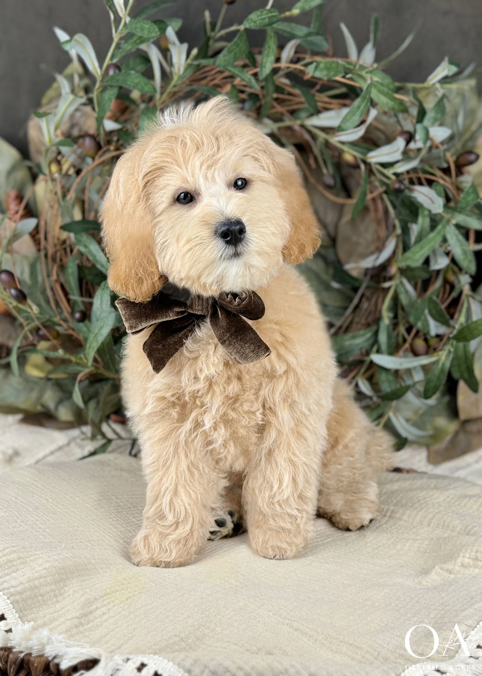 Mini English Goldendoodles