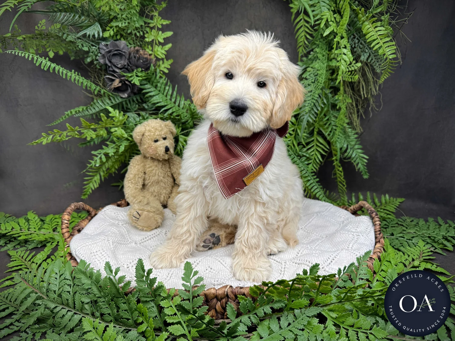English Teddy Bear Goldendoodle Puppies - Training Included - Missouri