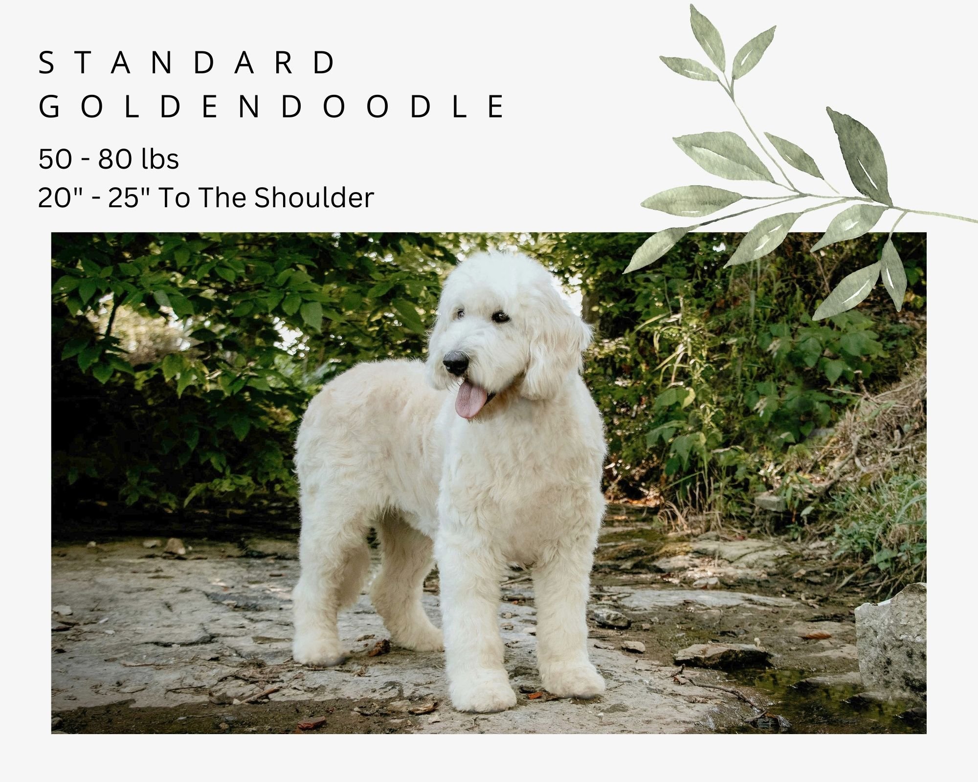 English Teddybear Goldendoodle Puppies - Training Included - Missouri