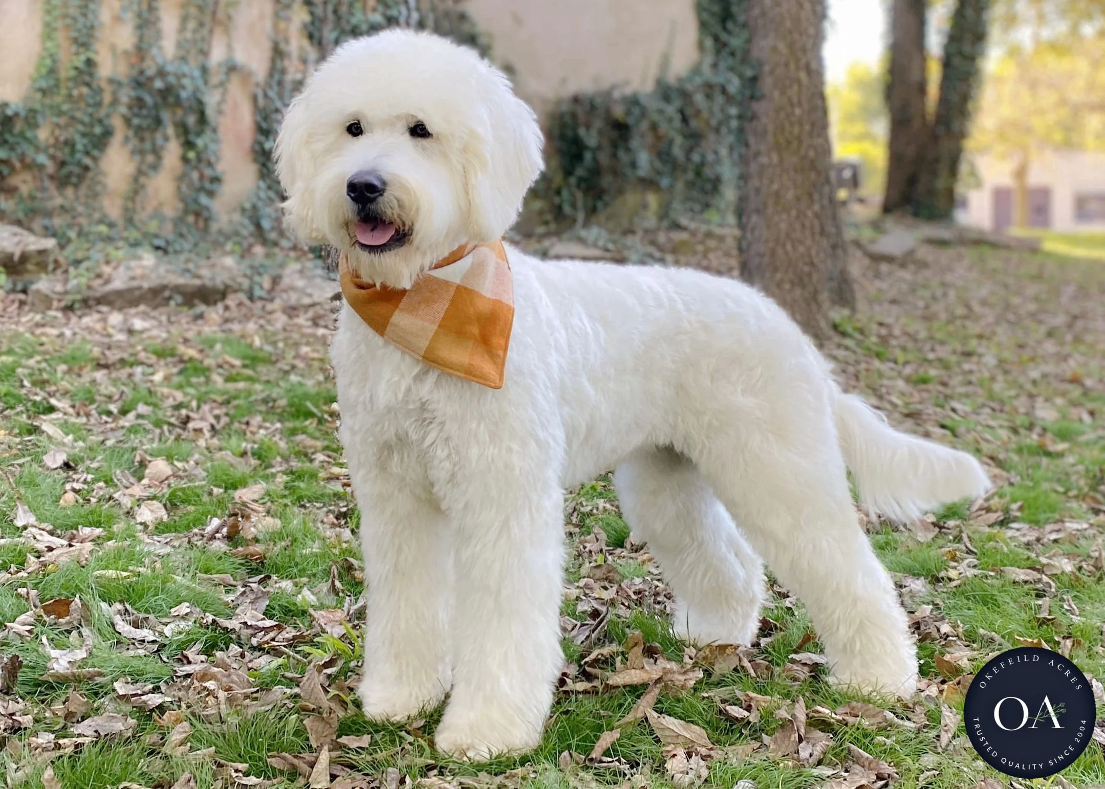 English Teddy Bear Goldendoodle Puppies - Training Included - Missouri