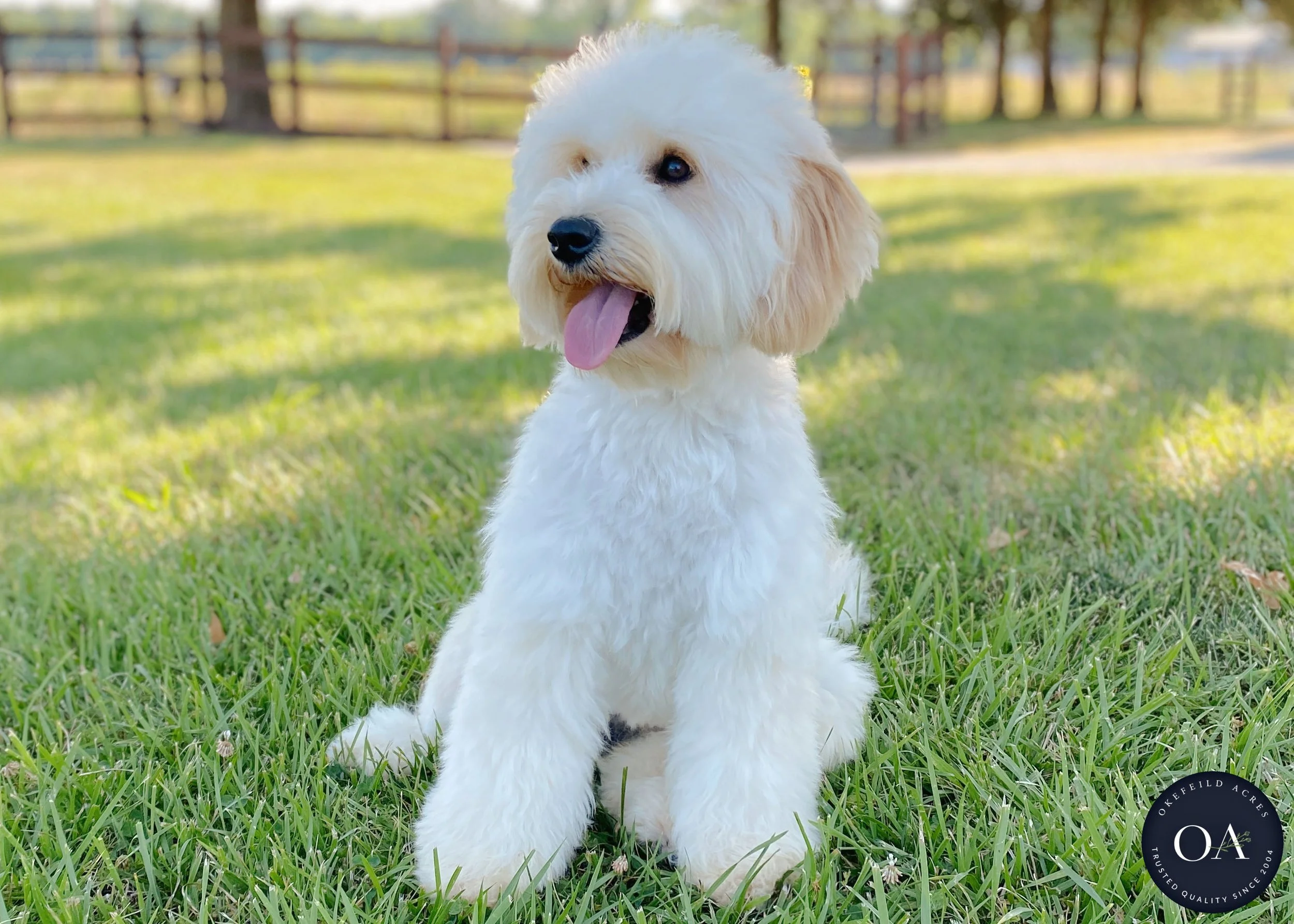 Mini English Goldendoodles Parti Miniature English Goldendoodle