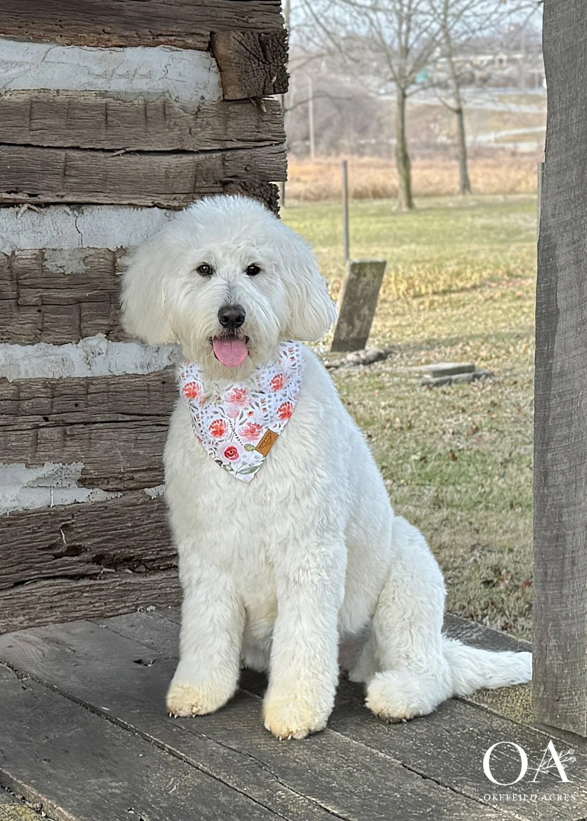 English Teddy Bear Goldendoodle Puppies - Training Included - Missouri