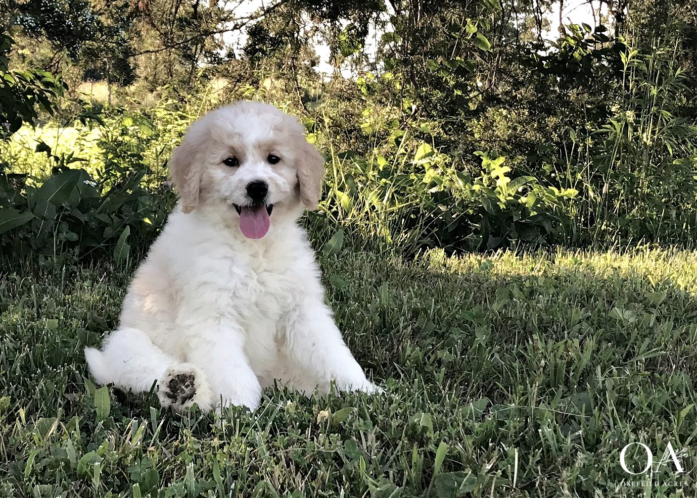 English Cream Goldendoodle