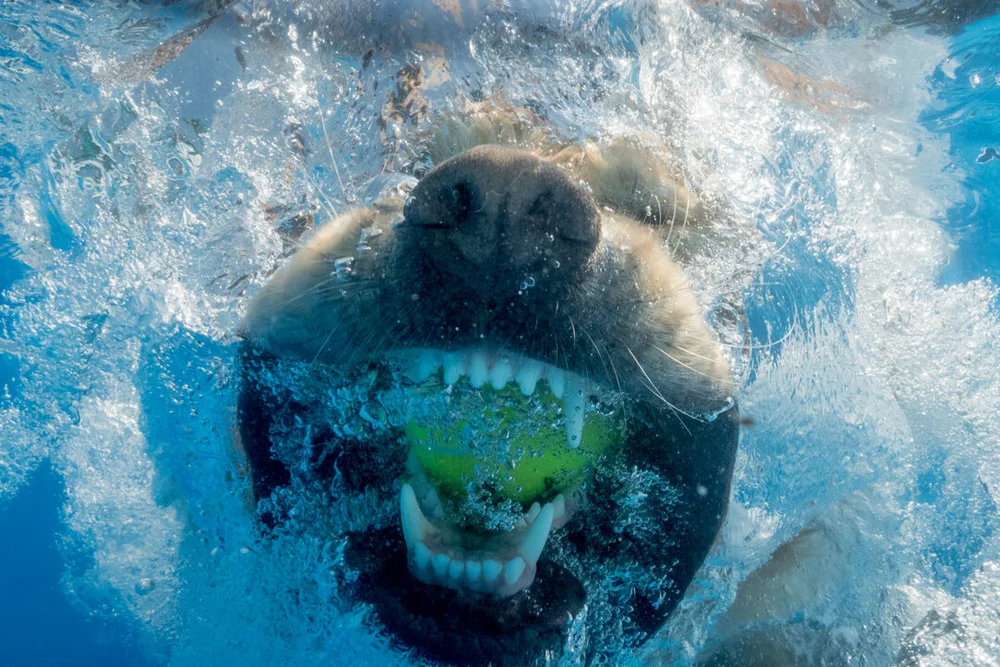 Richmond Pet Photography: Underwater Dogs at Paws to Swim — Kristen ...