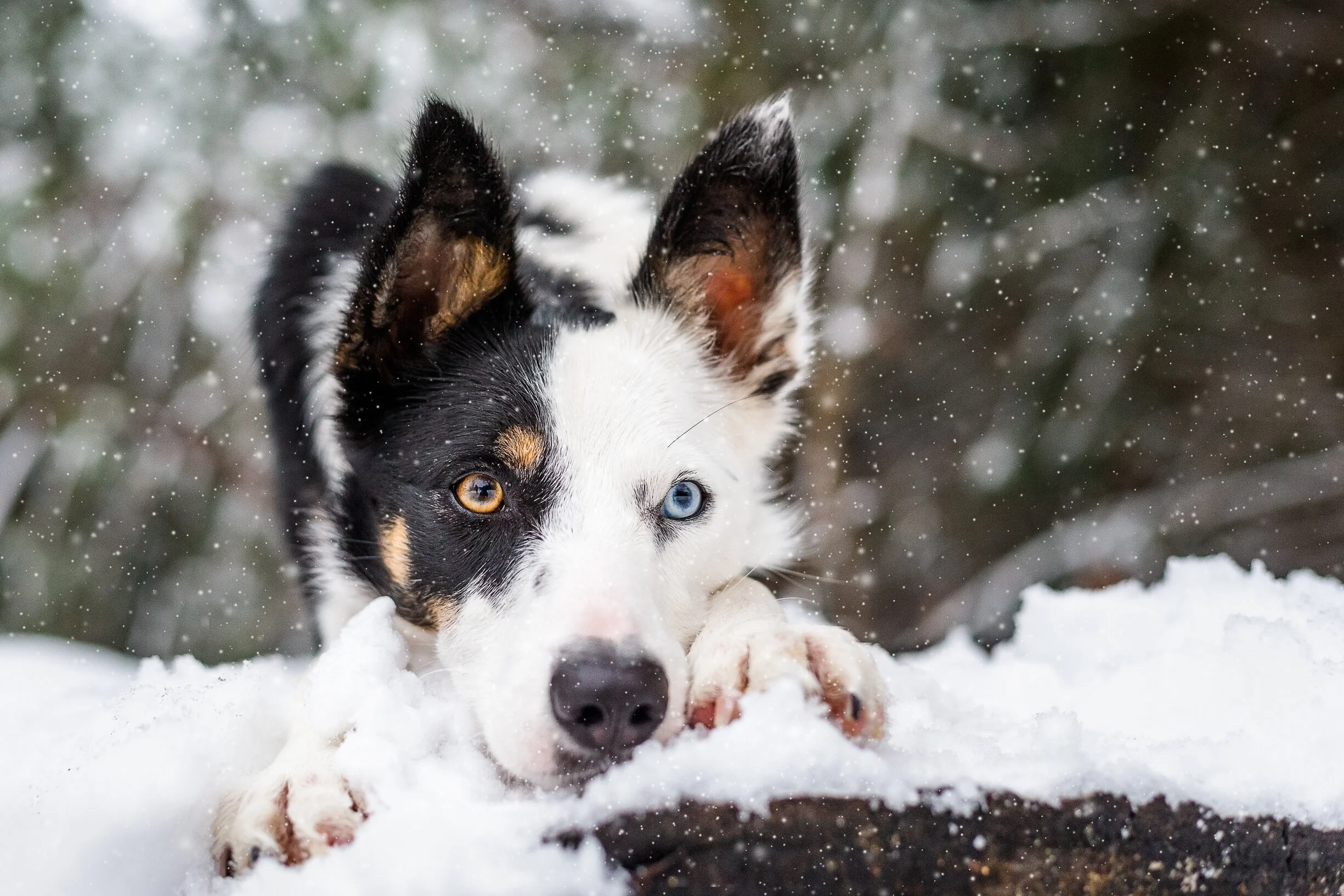 Underwater + Upland Dog & Richmond Pet Photography