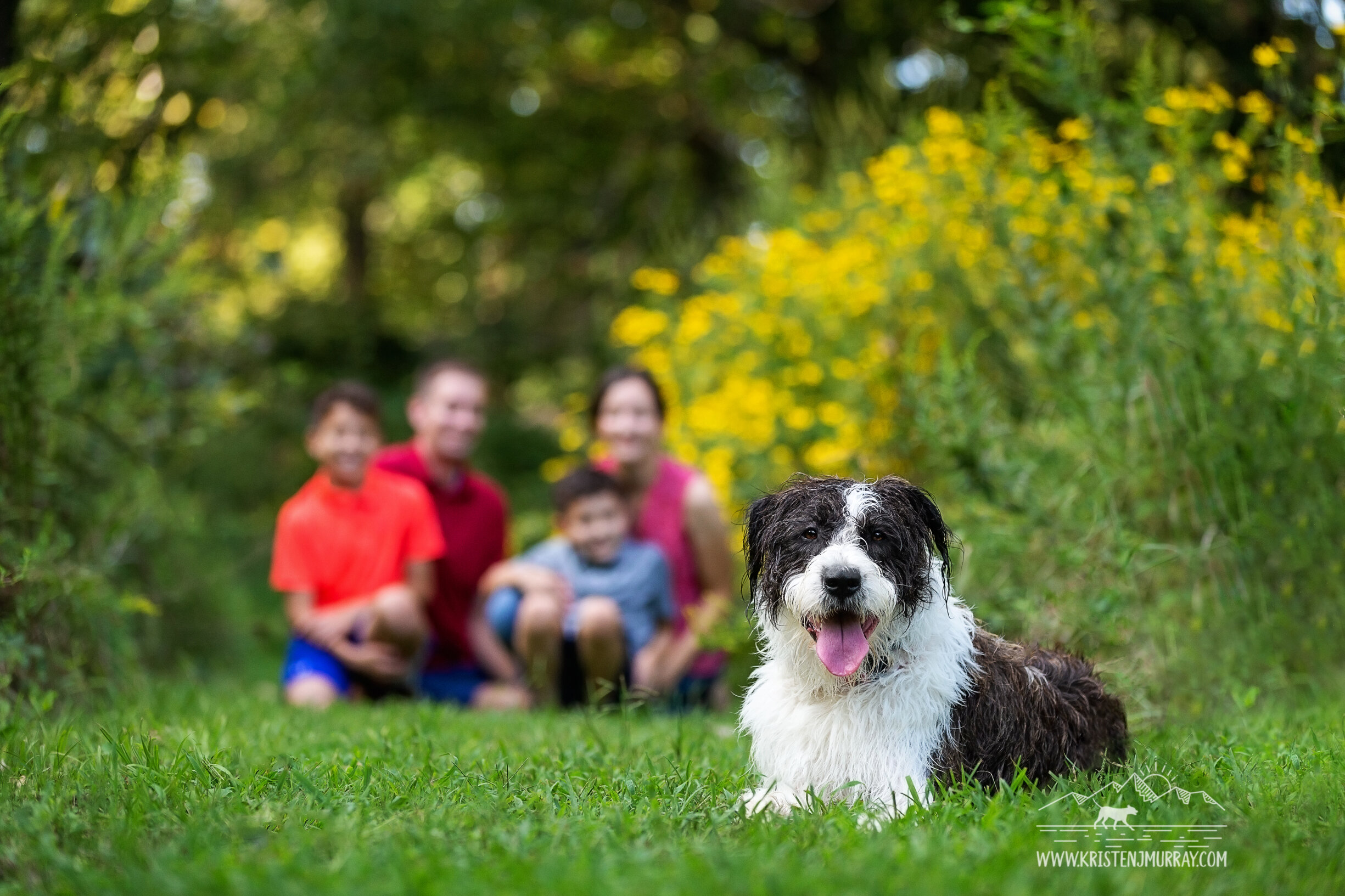 5 things to bring to your dog's outdoor adventure photo shoot — Kristen ...