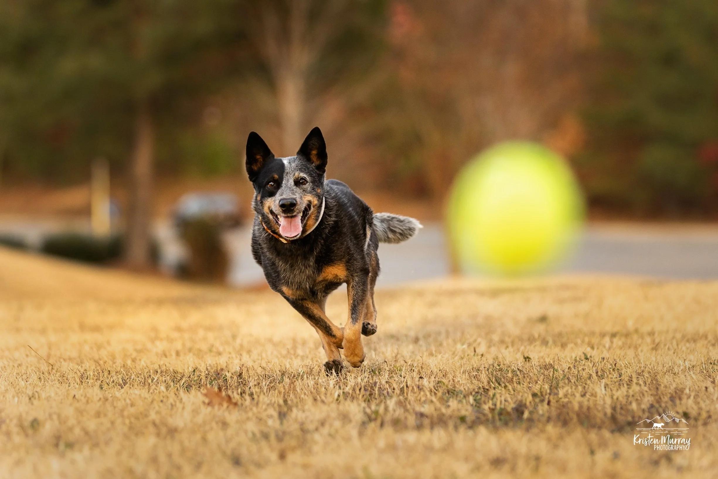 Maxie at Midlothian Mines Park - A Fall Photo Session - Richmond, VA ...