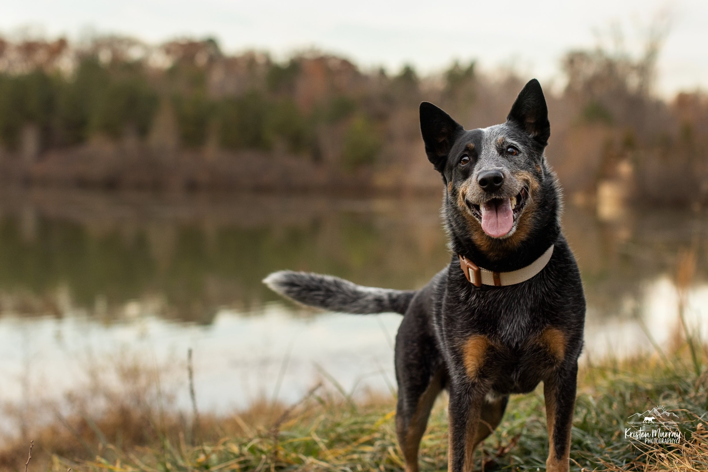 Maxie at Midlothian Mines Park - A Fall Photo Session - Richmond, VA ...