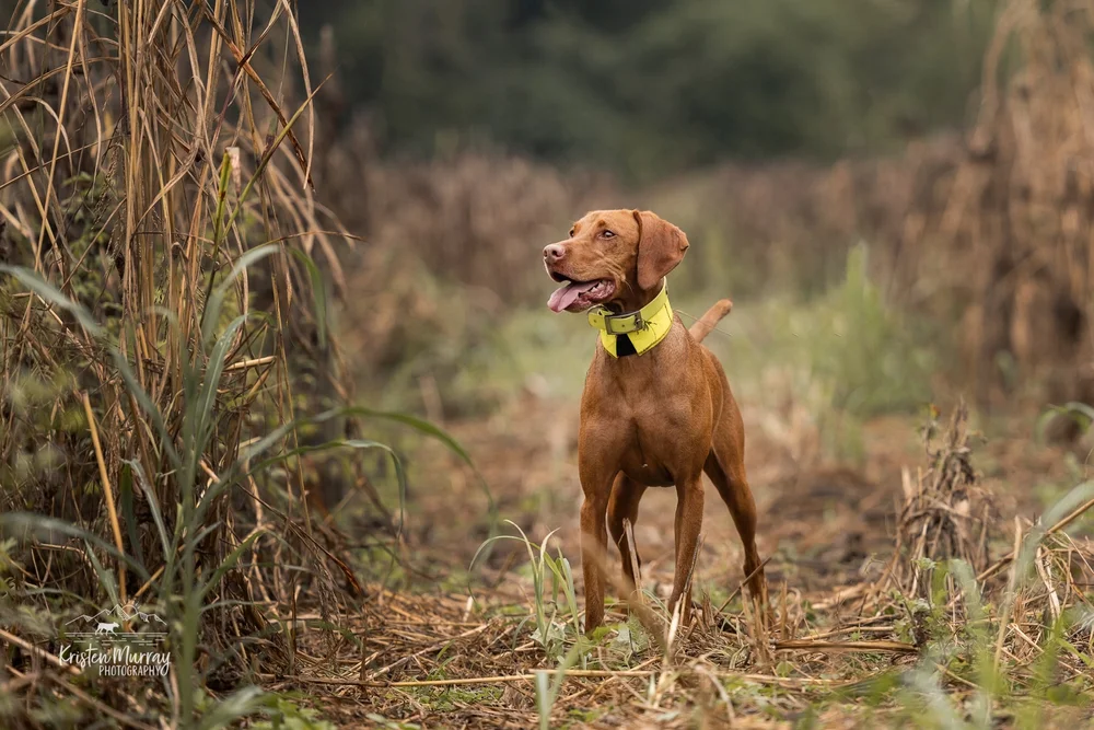 Dove Hunt - Little George Rod and Gun — Kristen Murray Photography