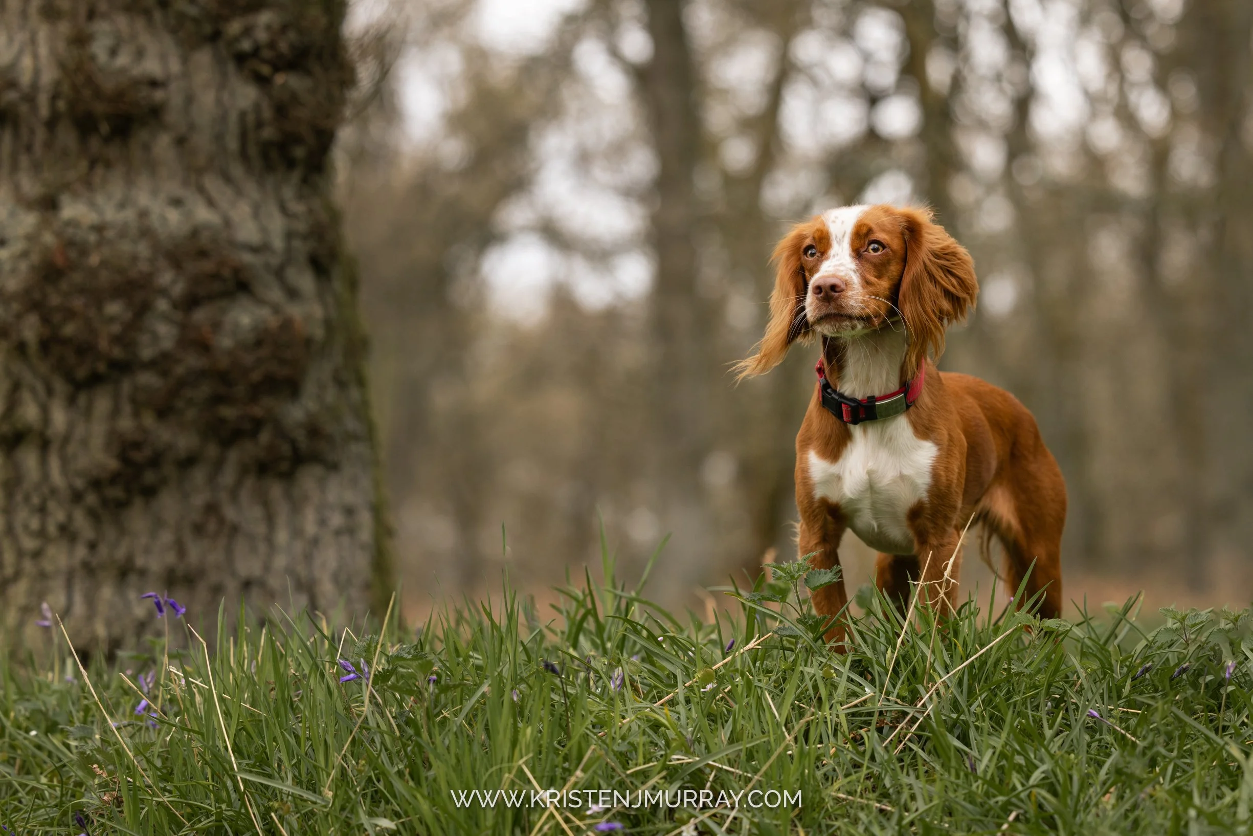 Dogs o' Scotland - Kinclaven Bluebell Woods — Kristen Murray Photography