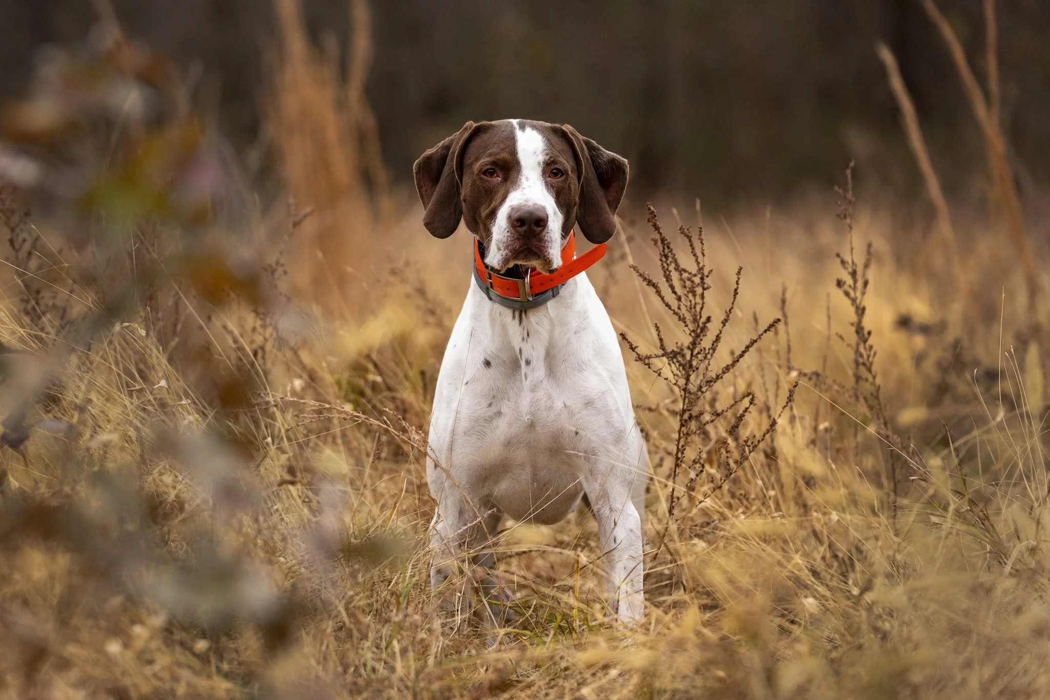Hunting Dog Photography + Adventure, Underwater Dog, & Virginia Pet ...