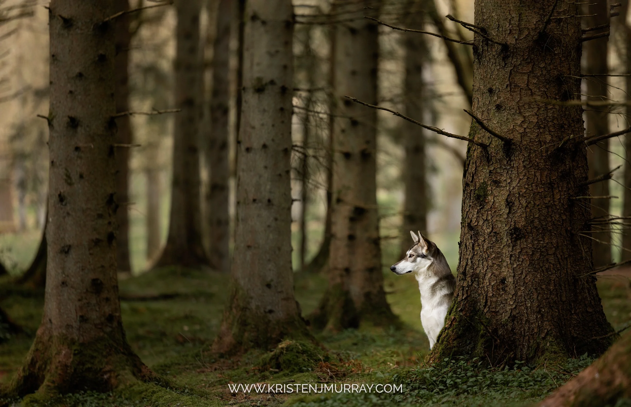 Dogs o' Scotland - Kinclaven Bluebell Woods — Kristen Murray Photography