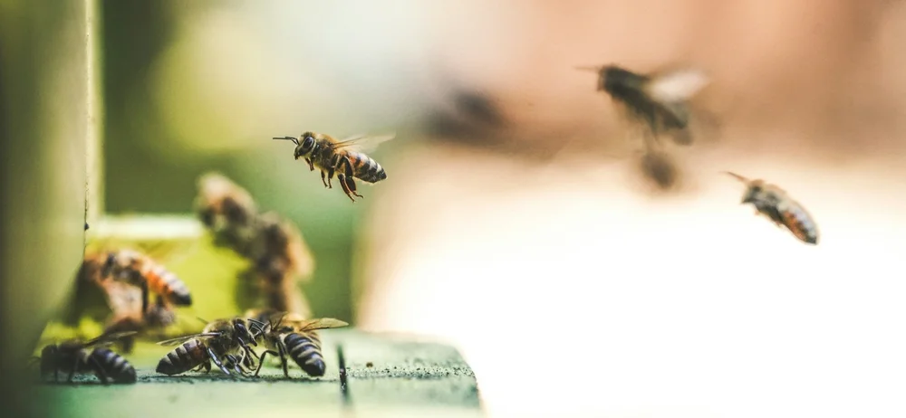 Buzzing Towards Extinction: The Fall of Bees in the UK — City Live