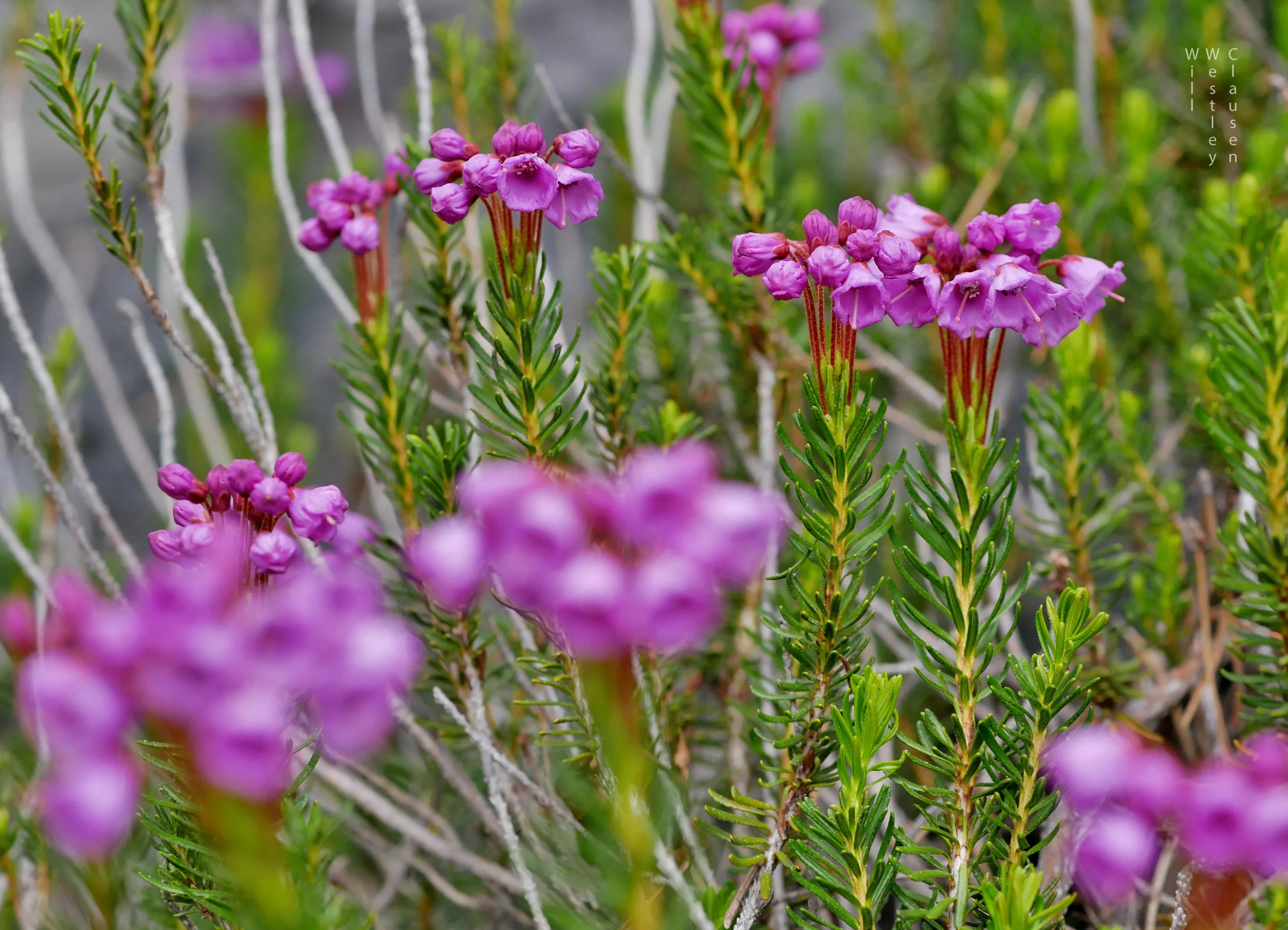 Subalpine — Plant in Place