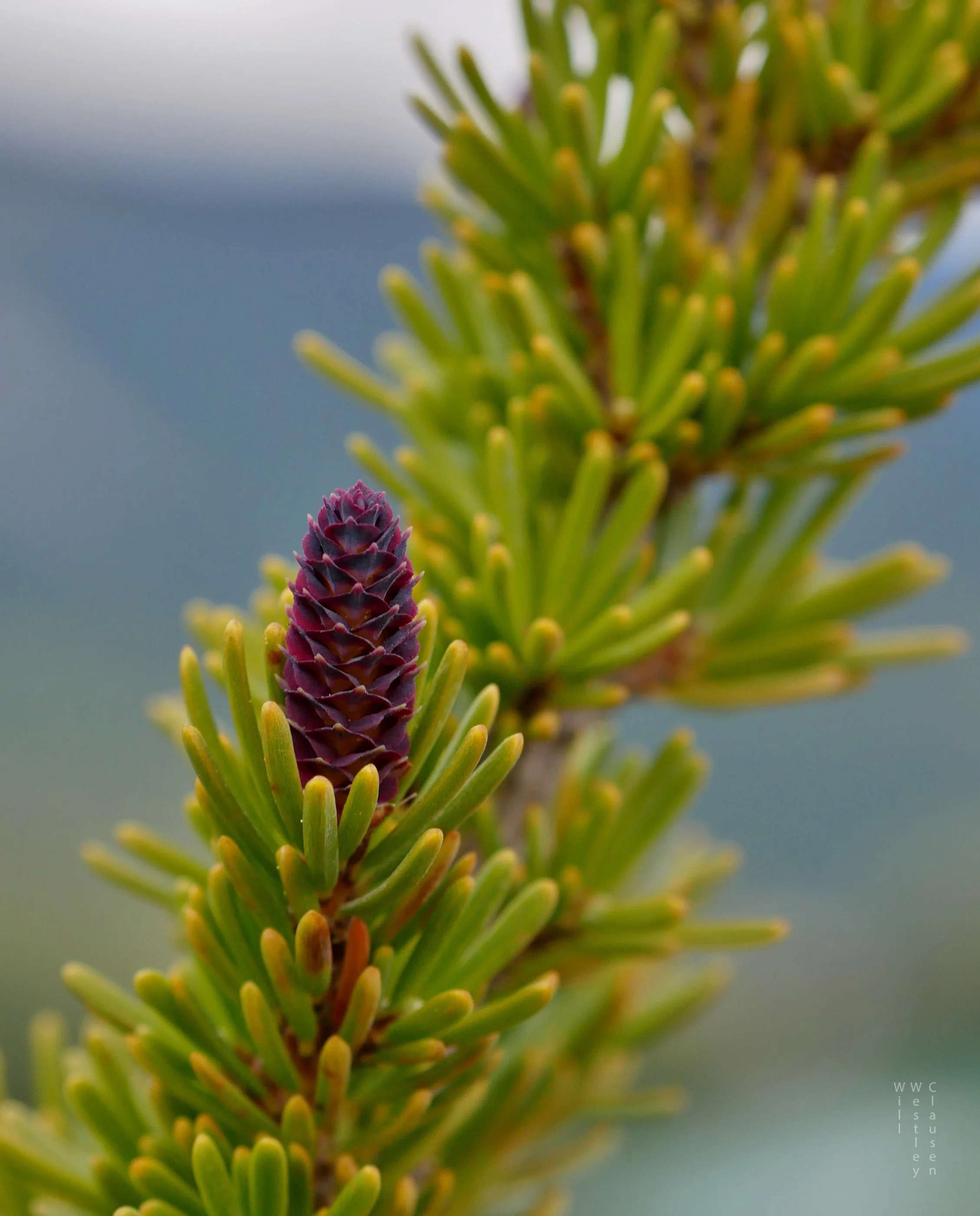 Subalpine — Plant in Place