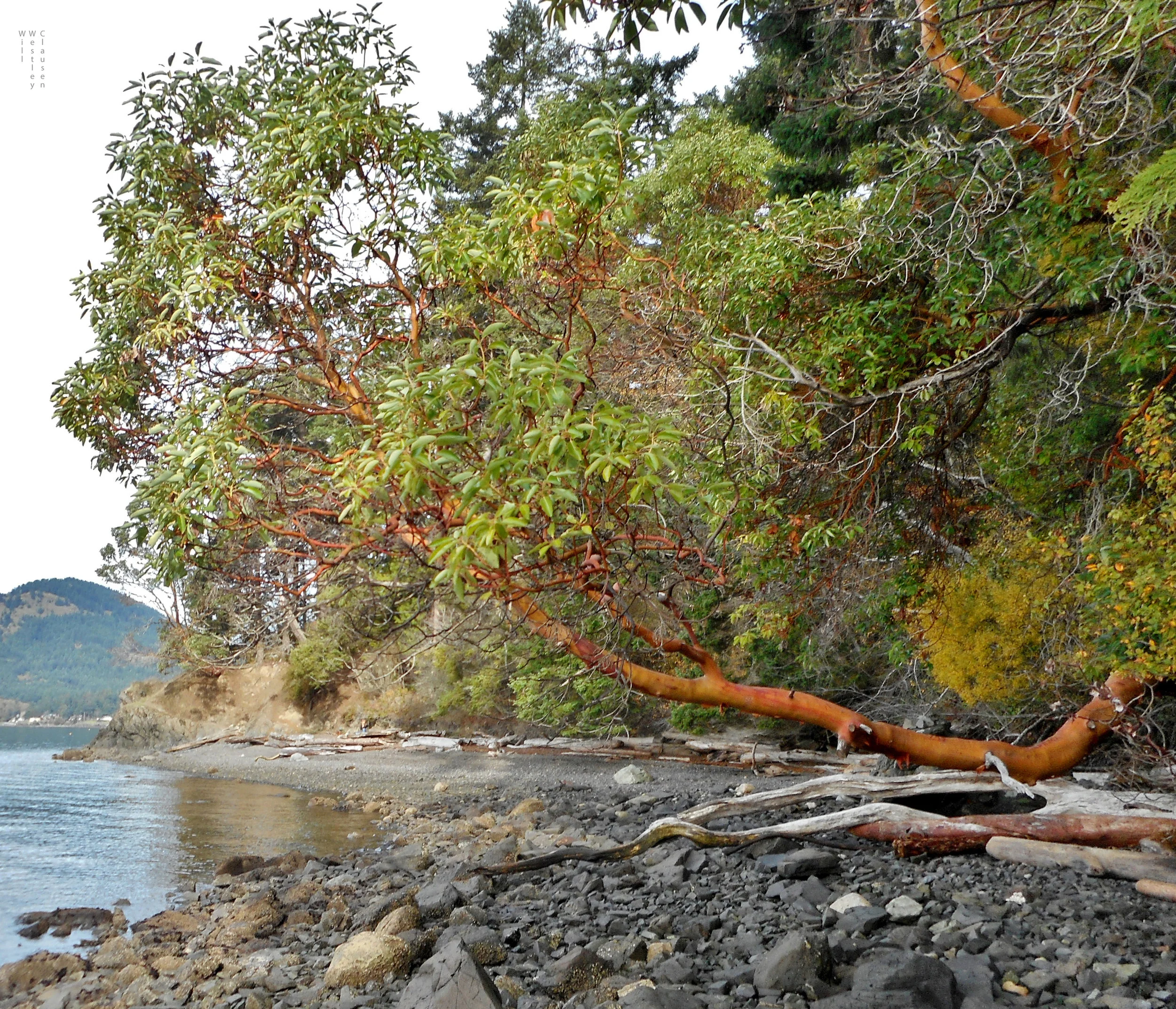 Pacific madrona -- Arbutus menziesii — Plant in Place
