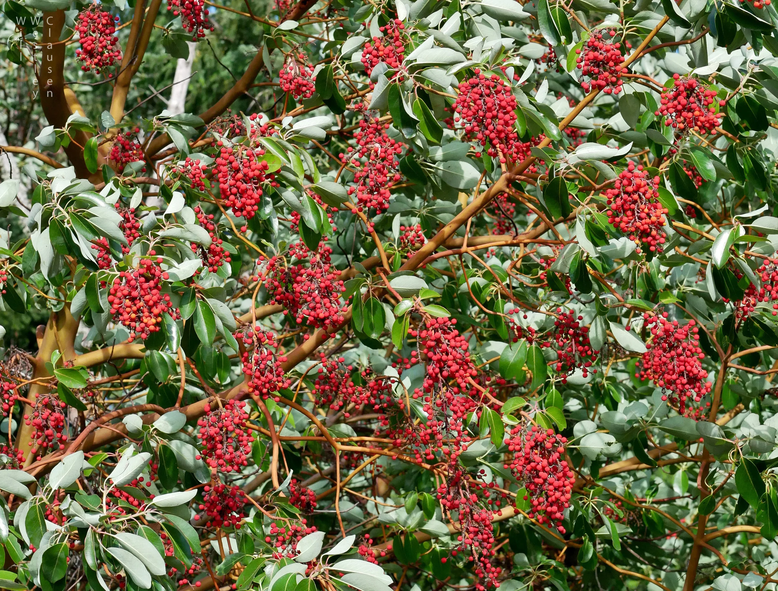 Pacific madrona -- Arbutus menziesii — Plant in Place