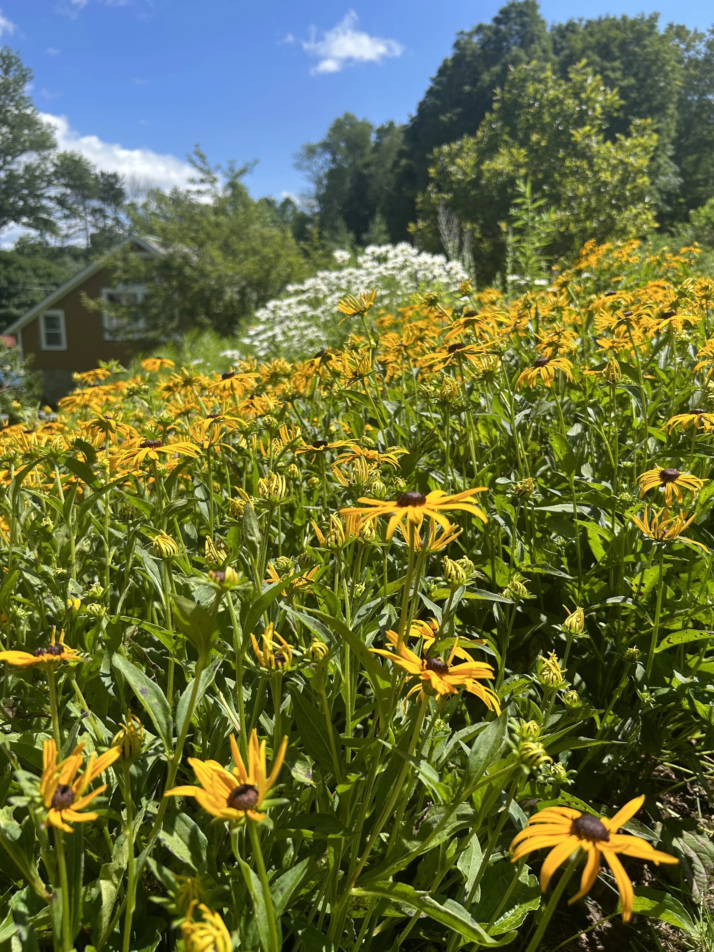 Wonder Woman in Business, Caren McVicker — Freeman Means Business (TM)