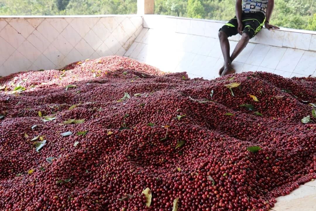 Coffee Processing 101: What is Natural Process Coffee? — Weathered Hands