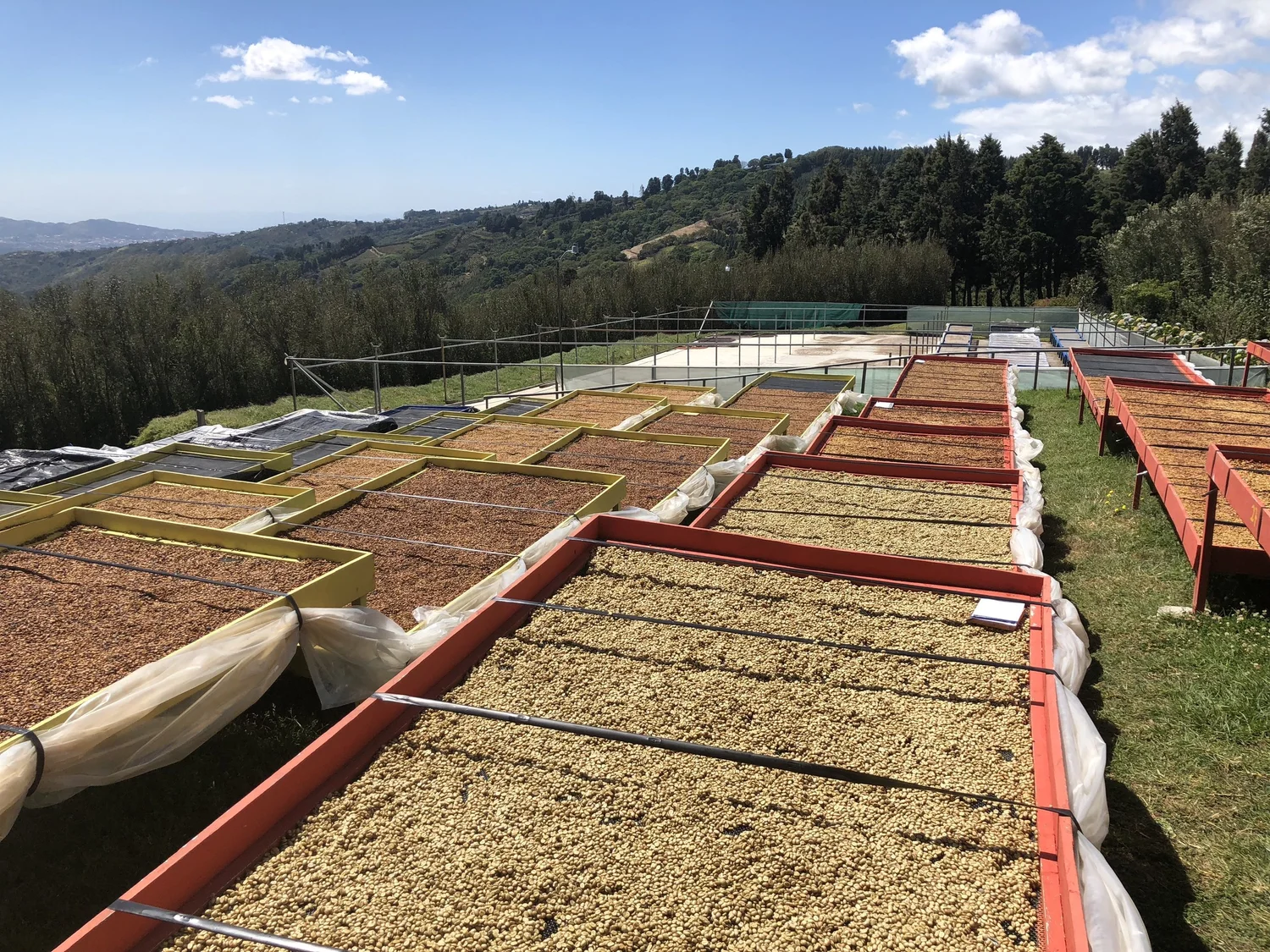 Coffee Processing: The Honey Process | Weathered Hands