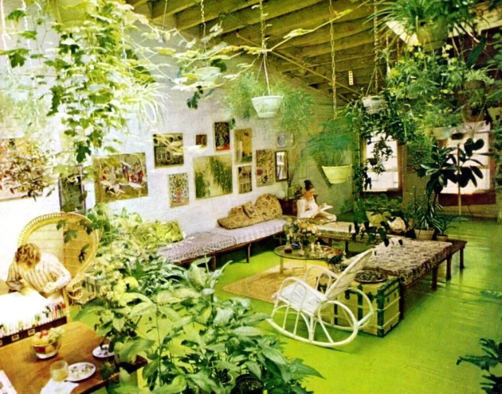 Plants Of The Past Popular 1970s House Plants House Plant Hobbyist plants-of-the-past-popular-1970s-house-plants-house-plant-hobbyist