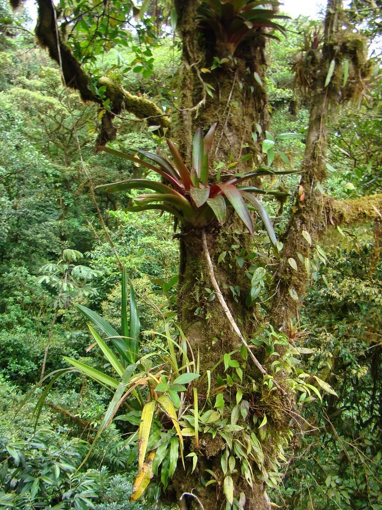 Epiphyte Plant