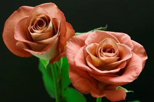 Rust Colored Roses