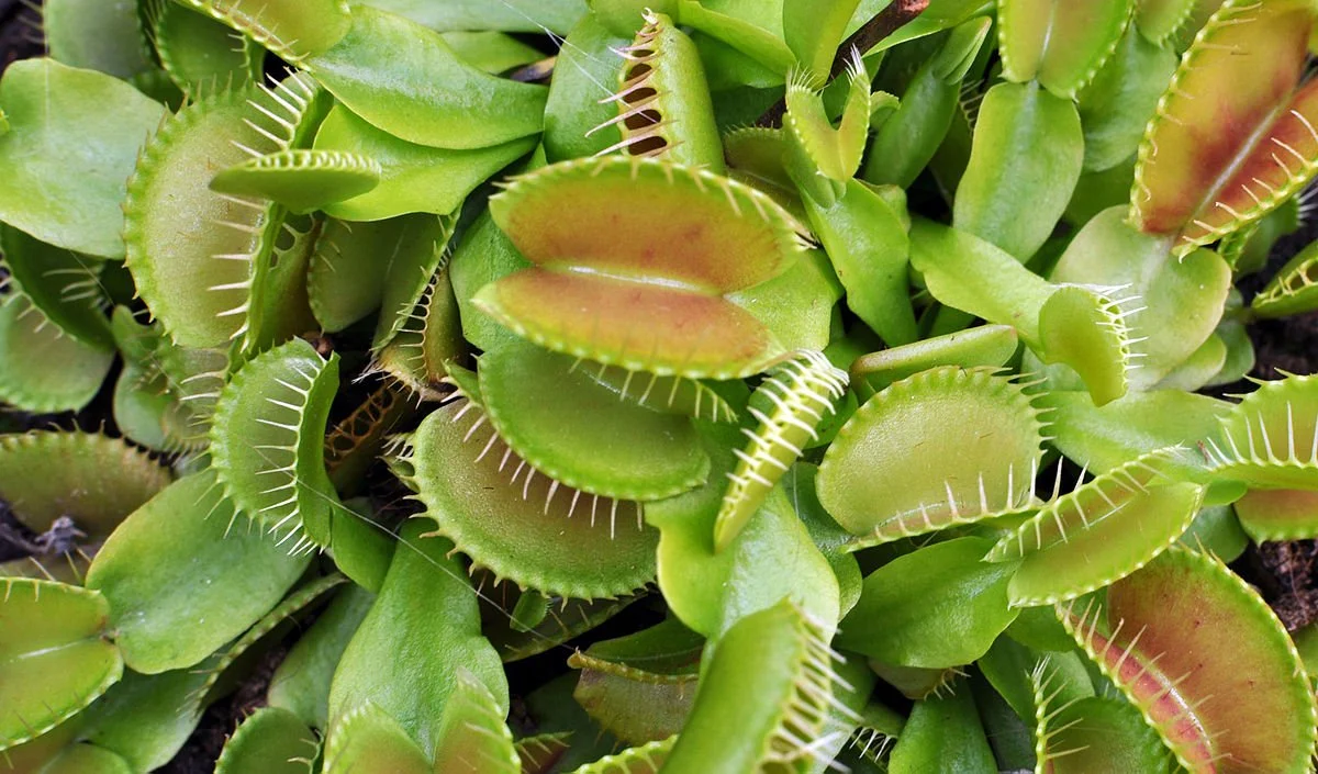 Venus Flytrap Eating A Cheeseburger