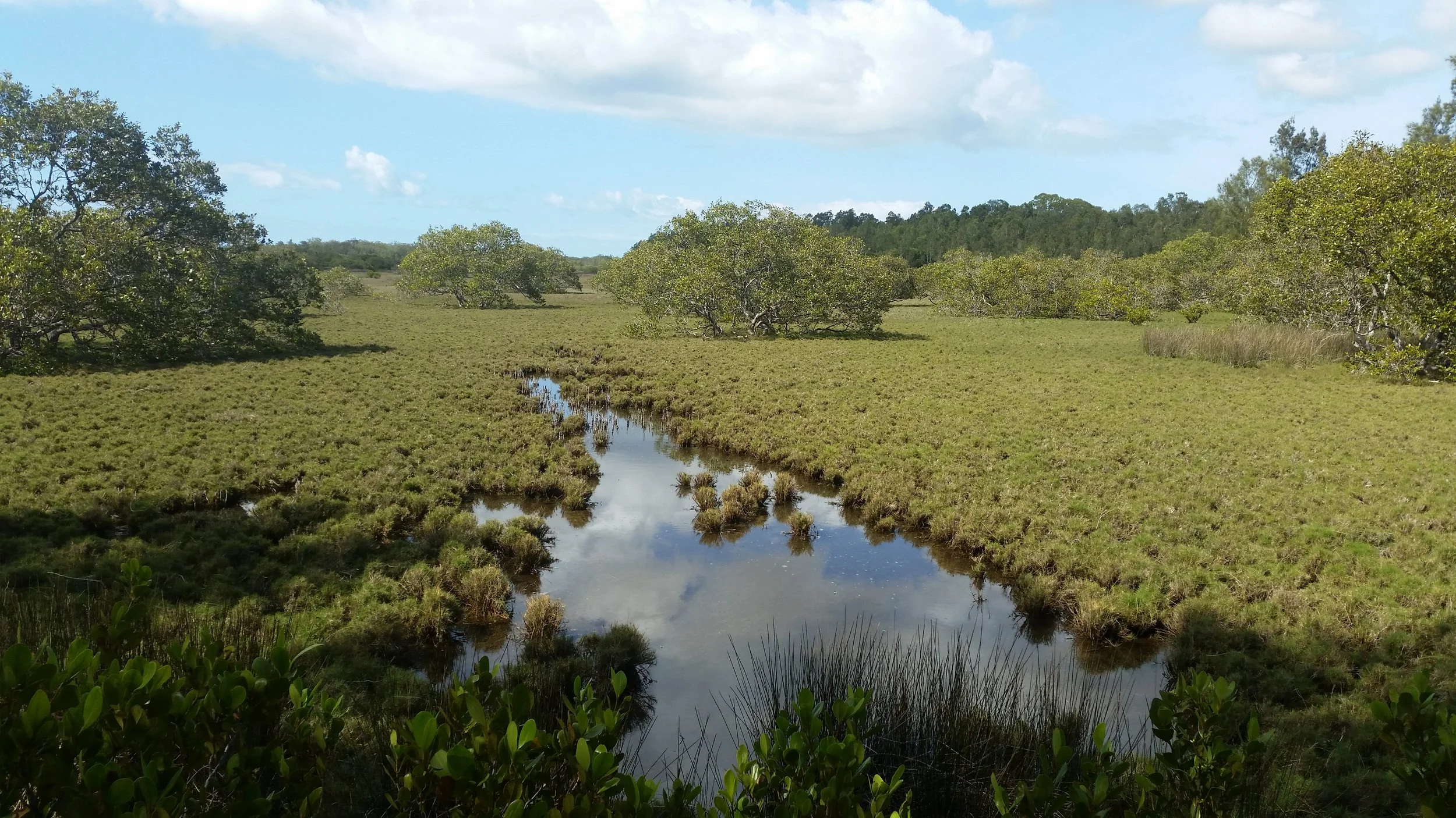 Australasian Mangrove and Saltmarsh Network