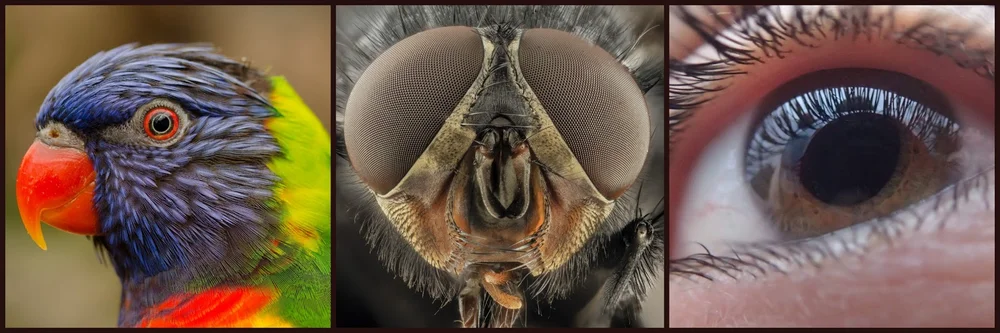 THE EVOLUTION OF THE EYE - How Anatomy Can Change Our Perception ...