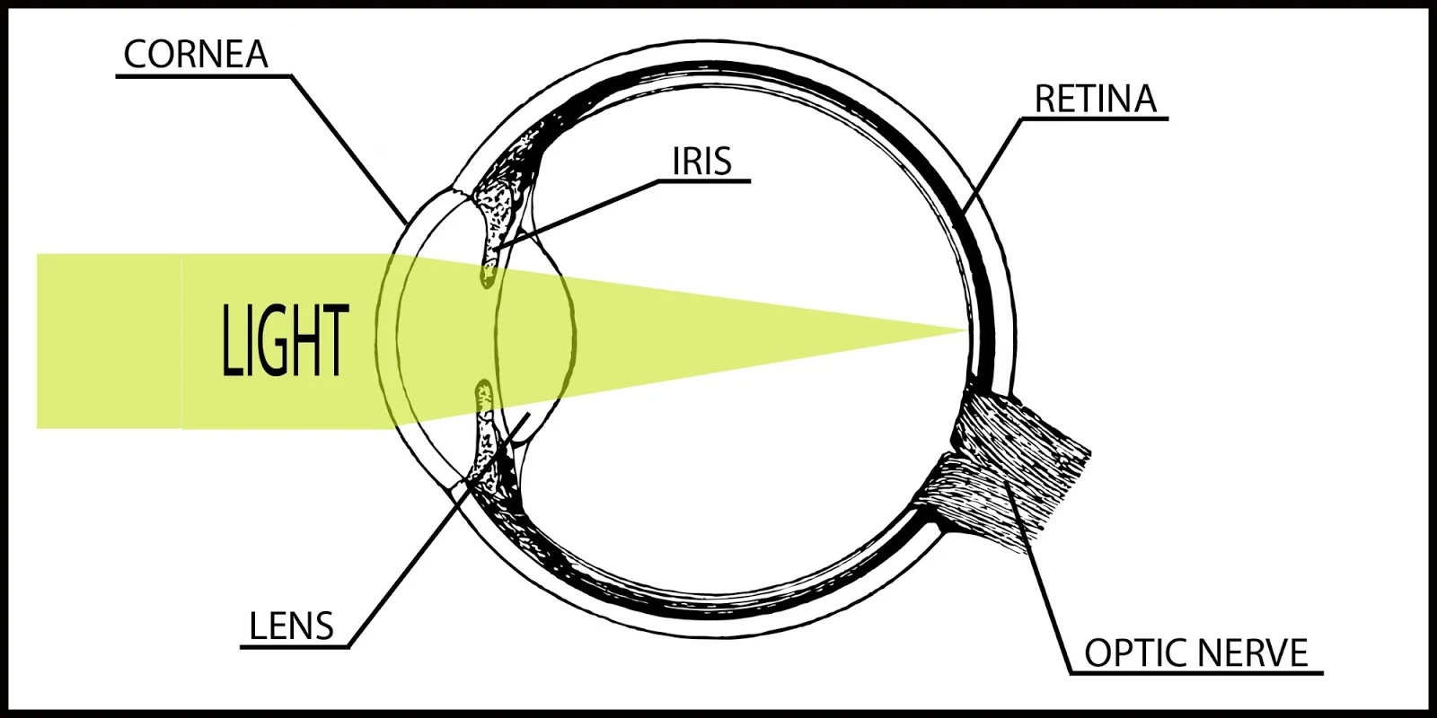 THE EVOLUTION OF THE EYE - How Anatomy Can Change Our Perception ...